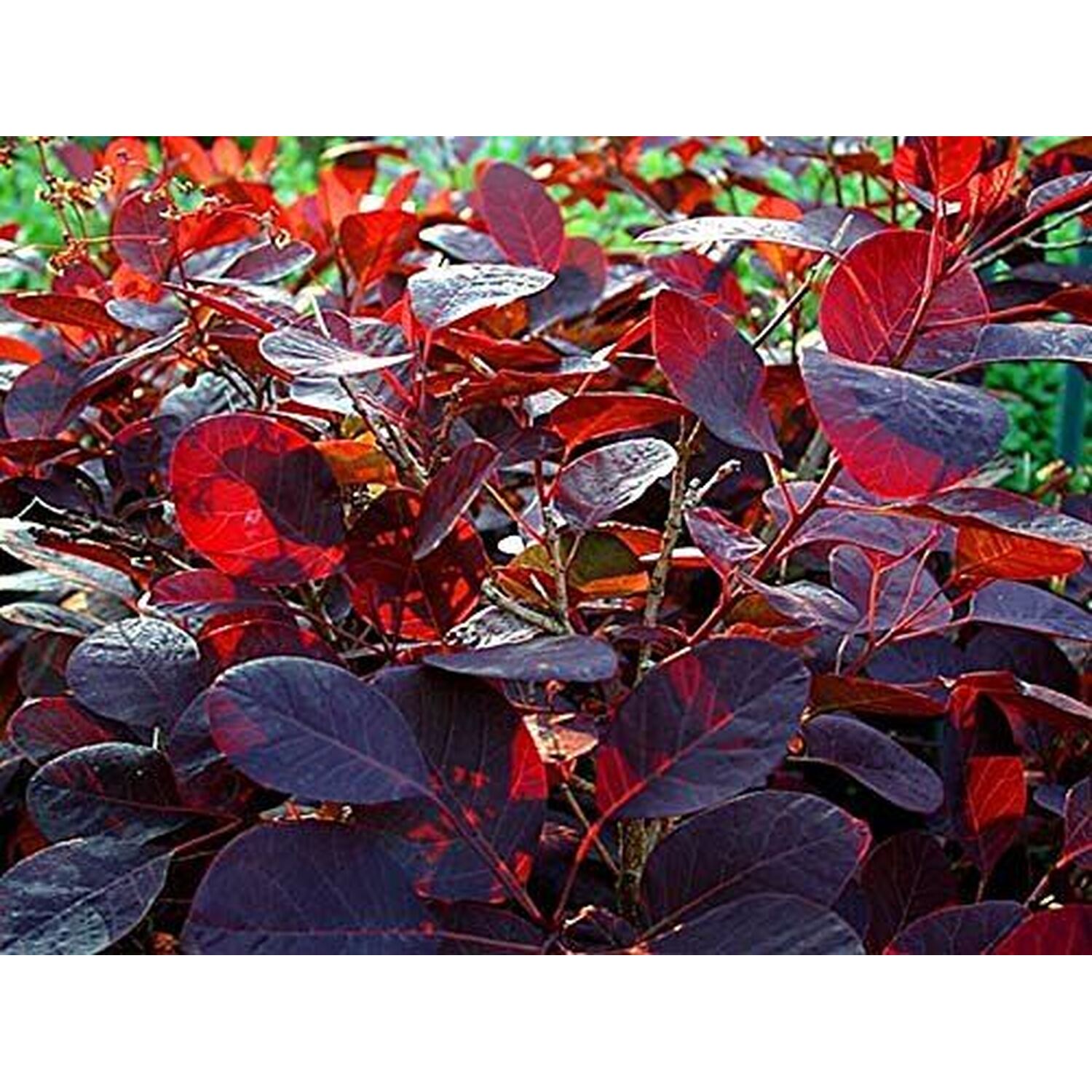 Cotinus Coggygria Royal Smoke Bush Shrub with Pot