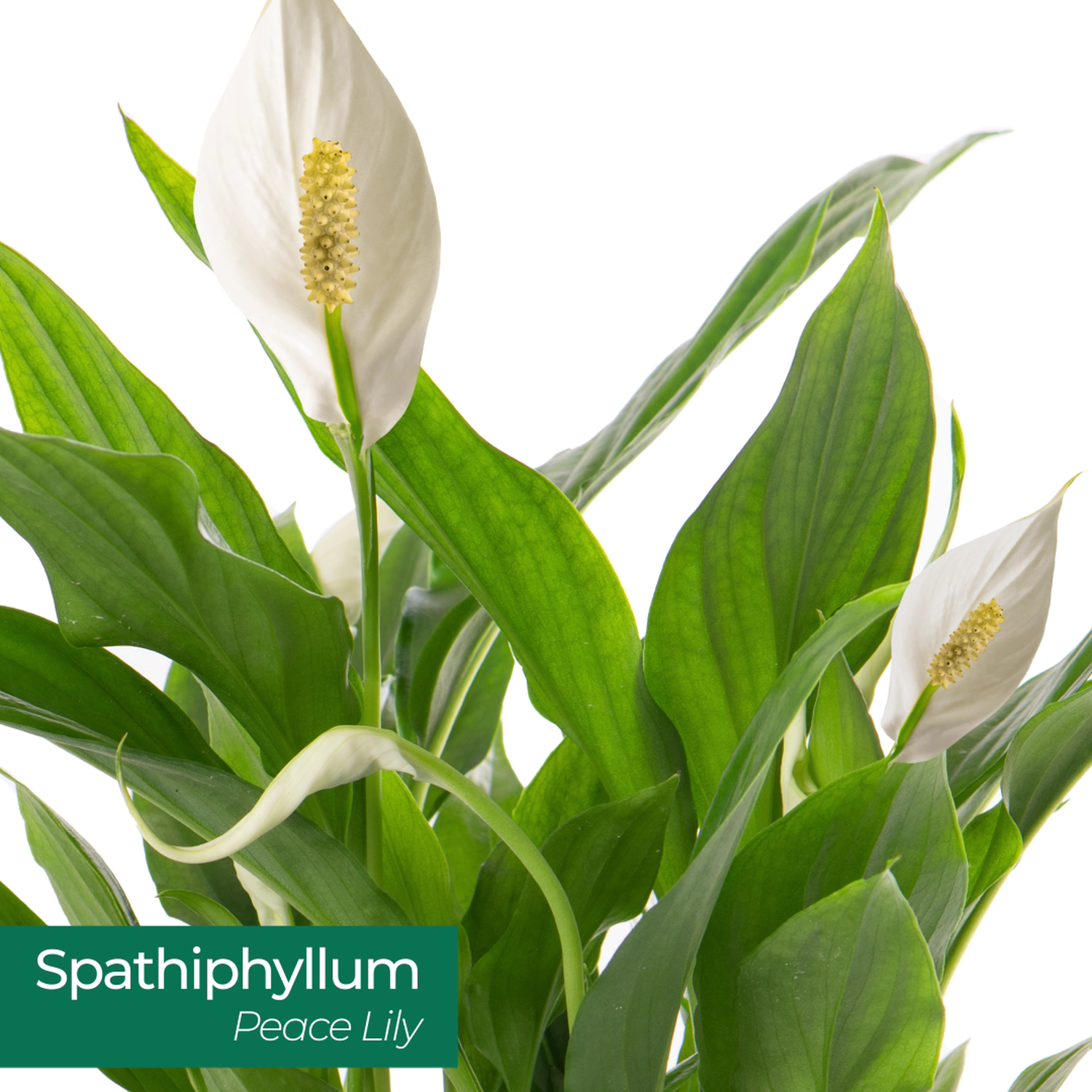 Spathiphyllum Peace Lily Exotic Indoor House Plant