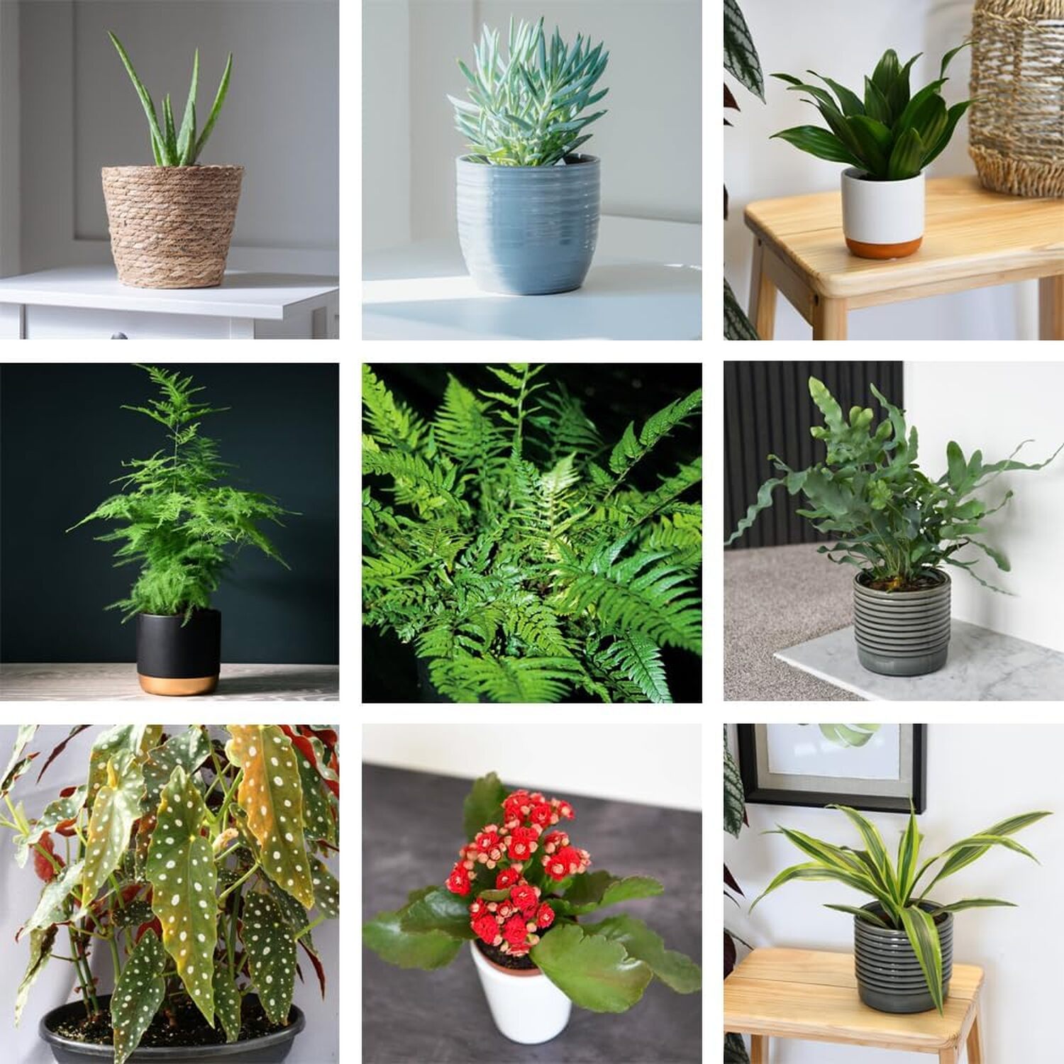 New Home Houseplant Collection