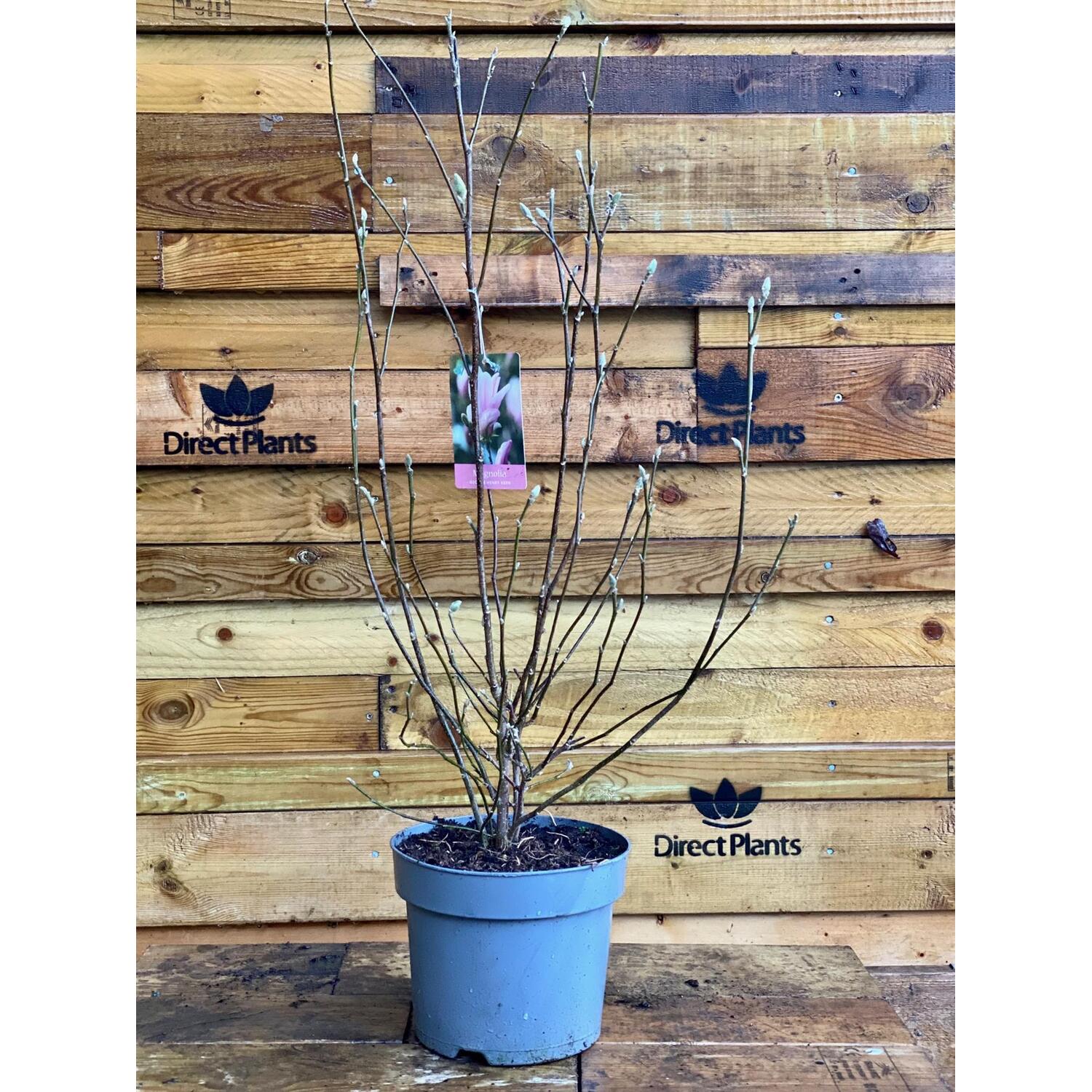 Magnolia George Henry Kern Tree 2.5-3ft 7.5 L Pot