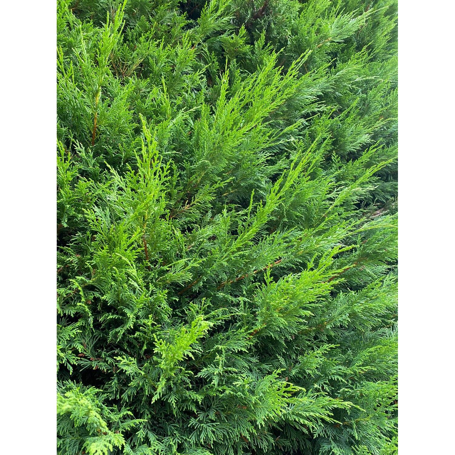 Leylandii Cupressocyparis Hedging Trees with Pots