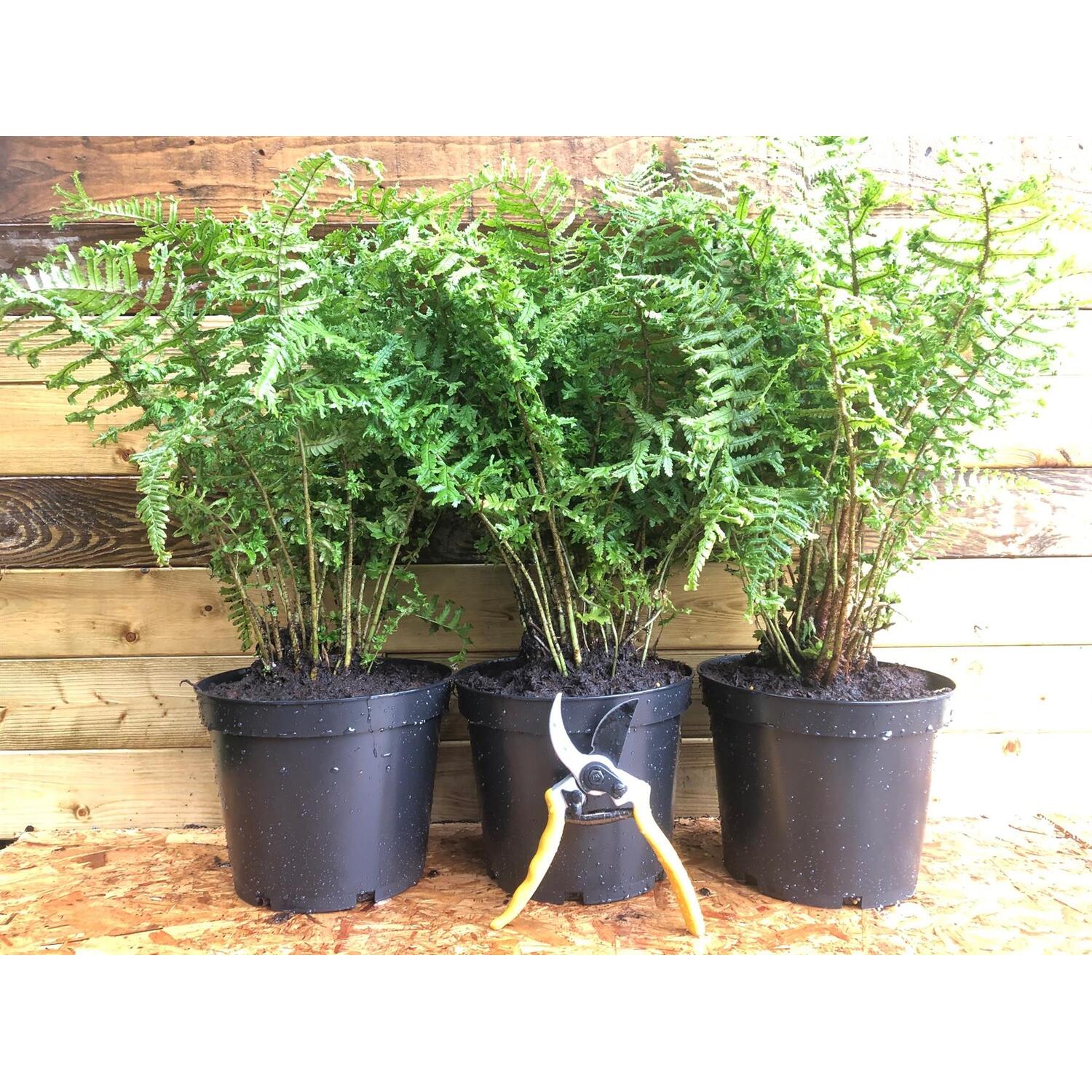 Hardy Fern Dryopteris Affinis Plant with Pot
