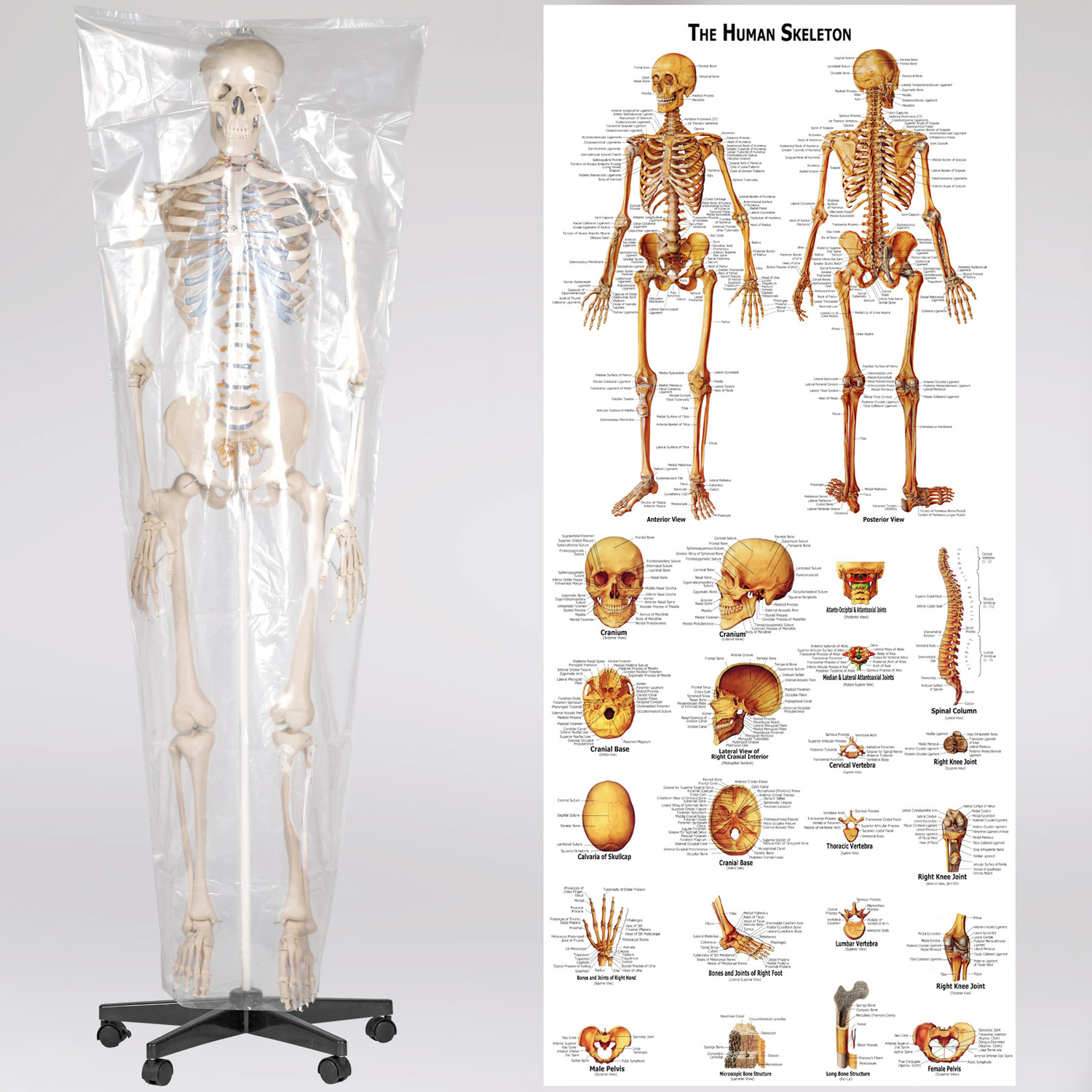 Human Skeleton Stands 1000+ Human Skeleton Pictures | Download Free