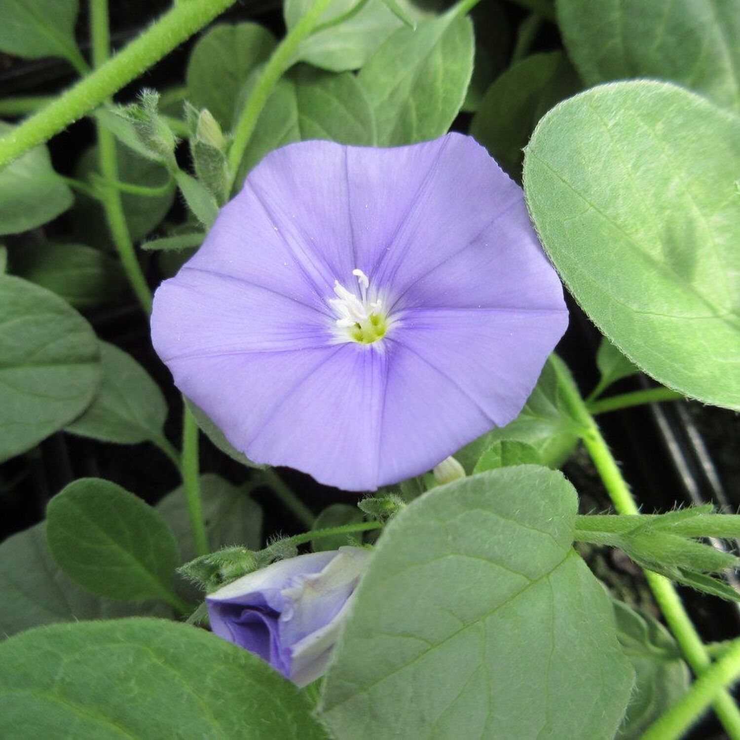 Convolvulus Blue 9cm Pots x 3 Plants Hardy, Drought Tolerant, Summer Blooms