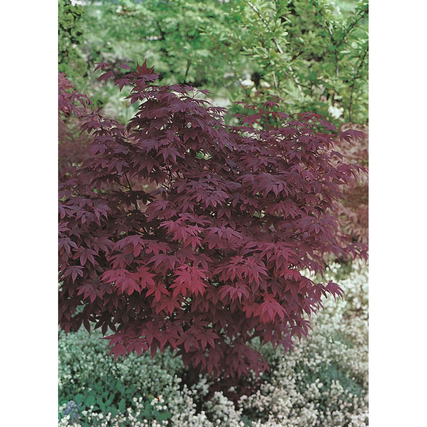 Acer Palmatum Atropurpureum Purple Japanese Maple Plant 3-4ft