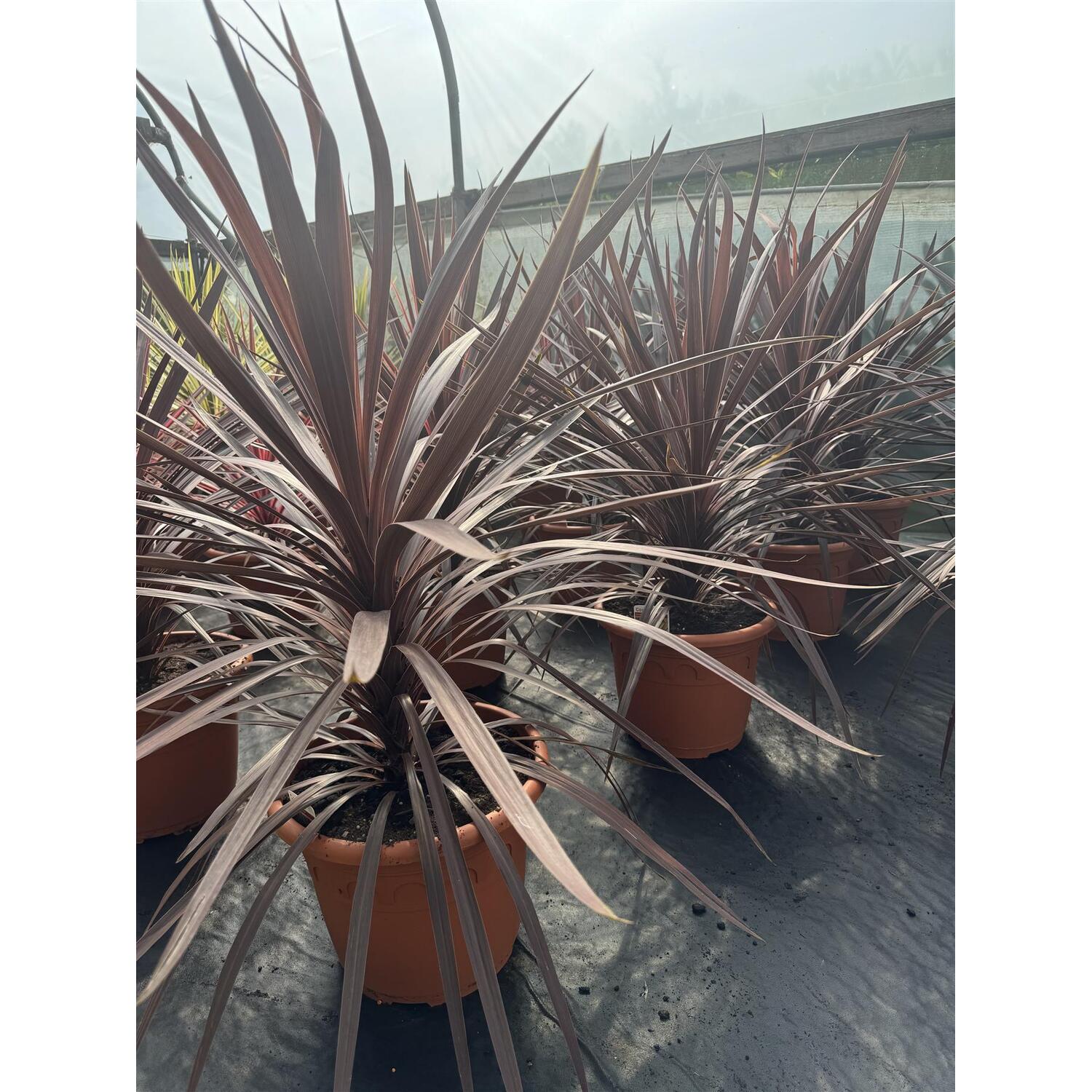 Cordyline Red Star Palm Plant 2.5-3ft Tall Supplied in Patio Pot