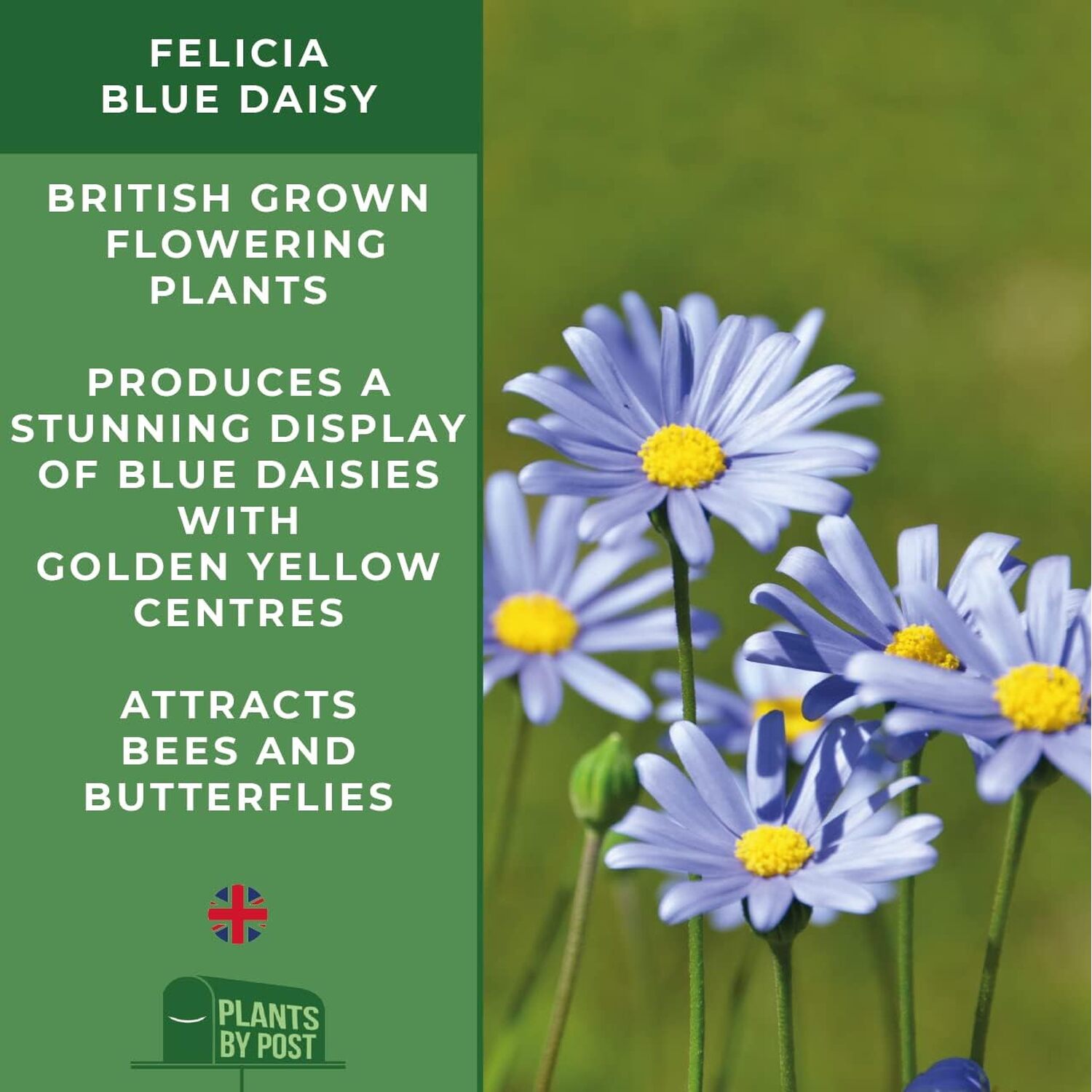 Felicia Blue Daisy Plants - 3 x 9cm Pots, Easy to Grow, Garden Ready ...