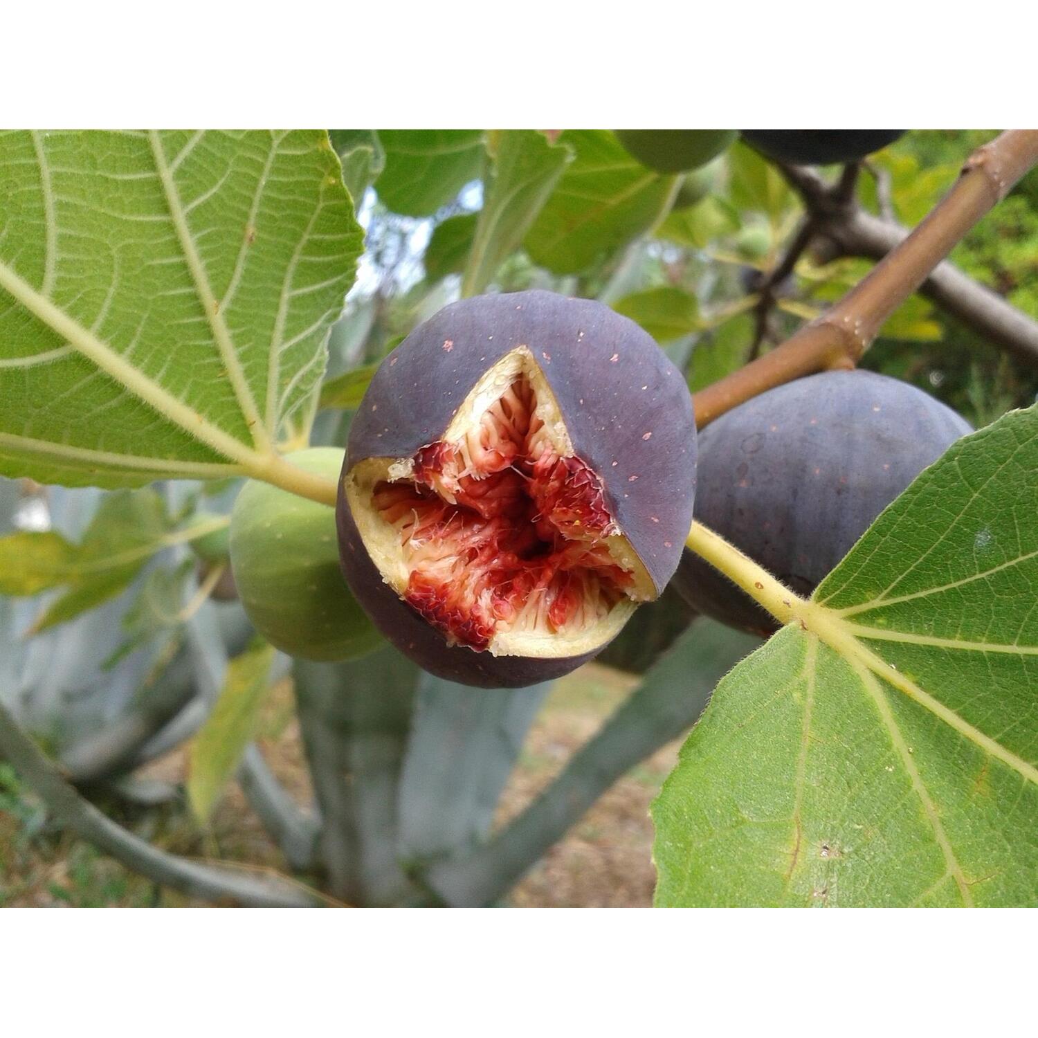 Ficus Fig Rouge de Bordeaux Fruit Tree Plant in a 2 Litre Pot