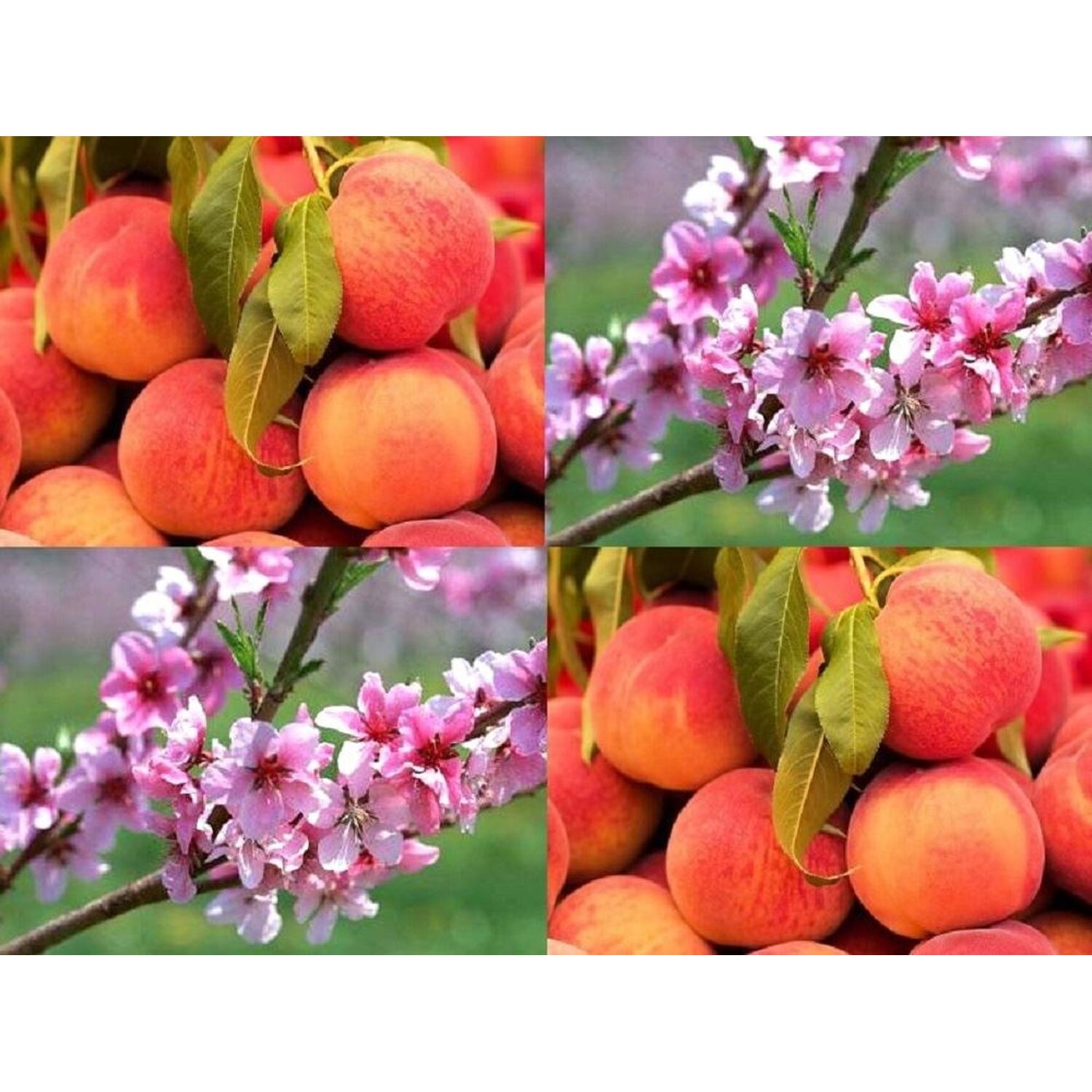 Rochester Peach Tree 6ft 7.5 Litre Pot