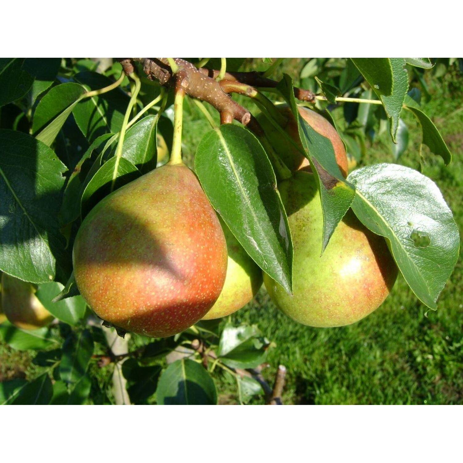 Pyrus Clapps Favourite Pear Dwarf Patio Fruit Tree in a Pot