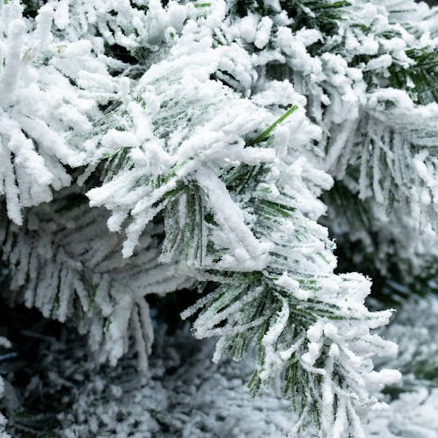 The Snow White Fir Tree