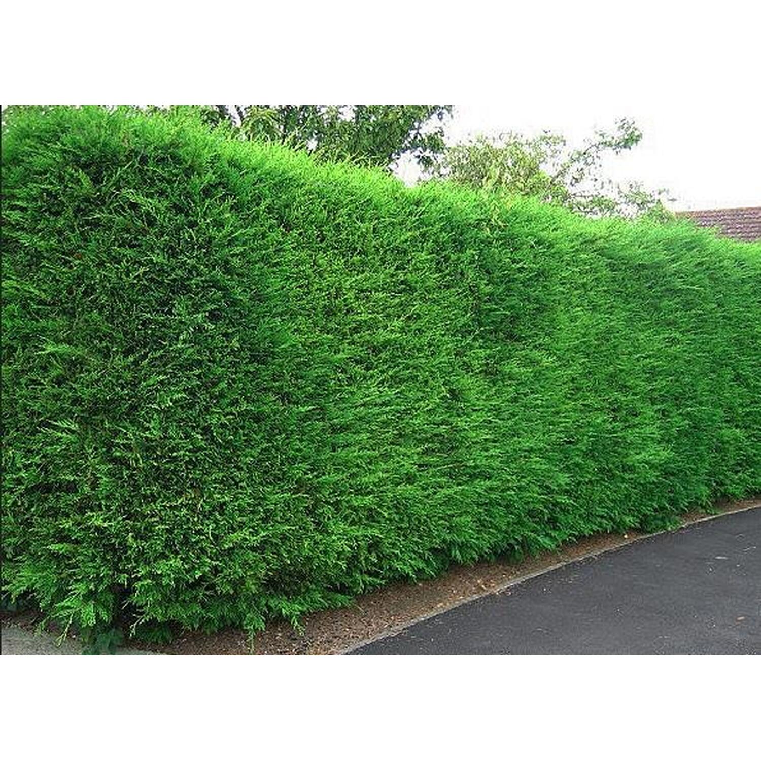 Green Leylandii Cupressocyparis Hedging Trees with Pots