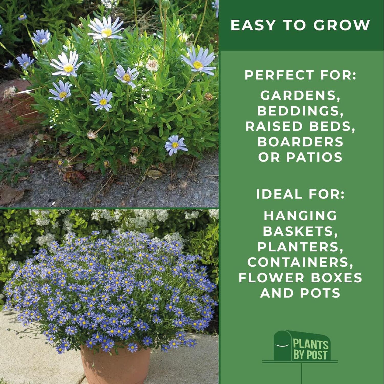 Felicia Blue Daisy Plants - 3 x 9cm Pots, Easy to Grow, Garden Ready ...