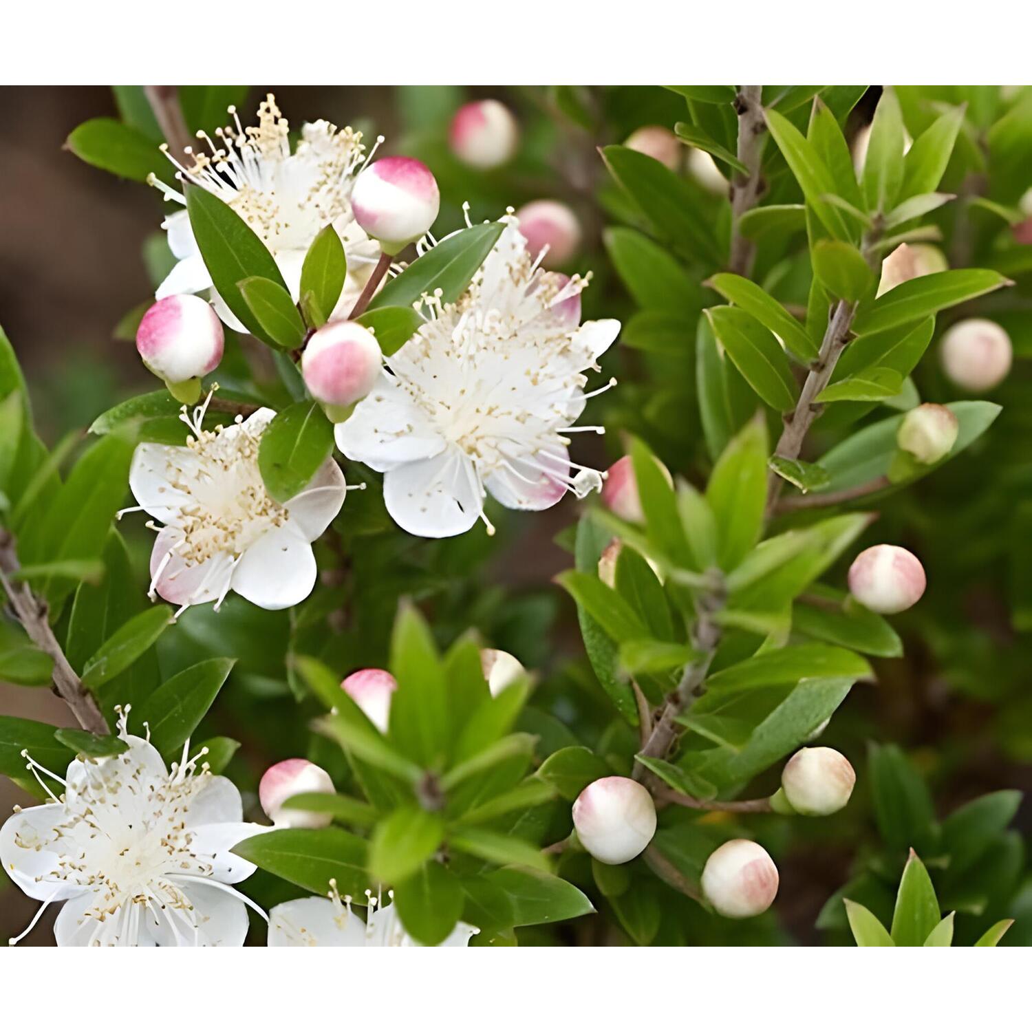 Myrtus Tarentina Fragrant Evergreen Shrub Supplied in a 3 Litre Pot