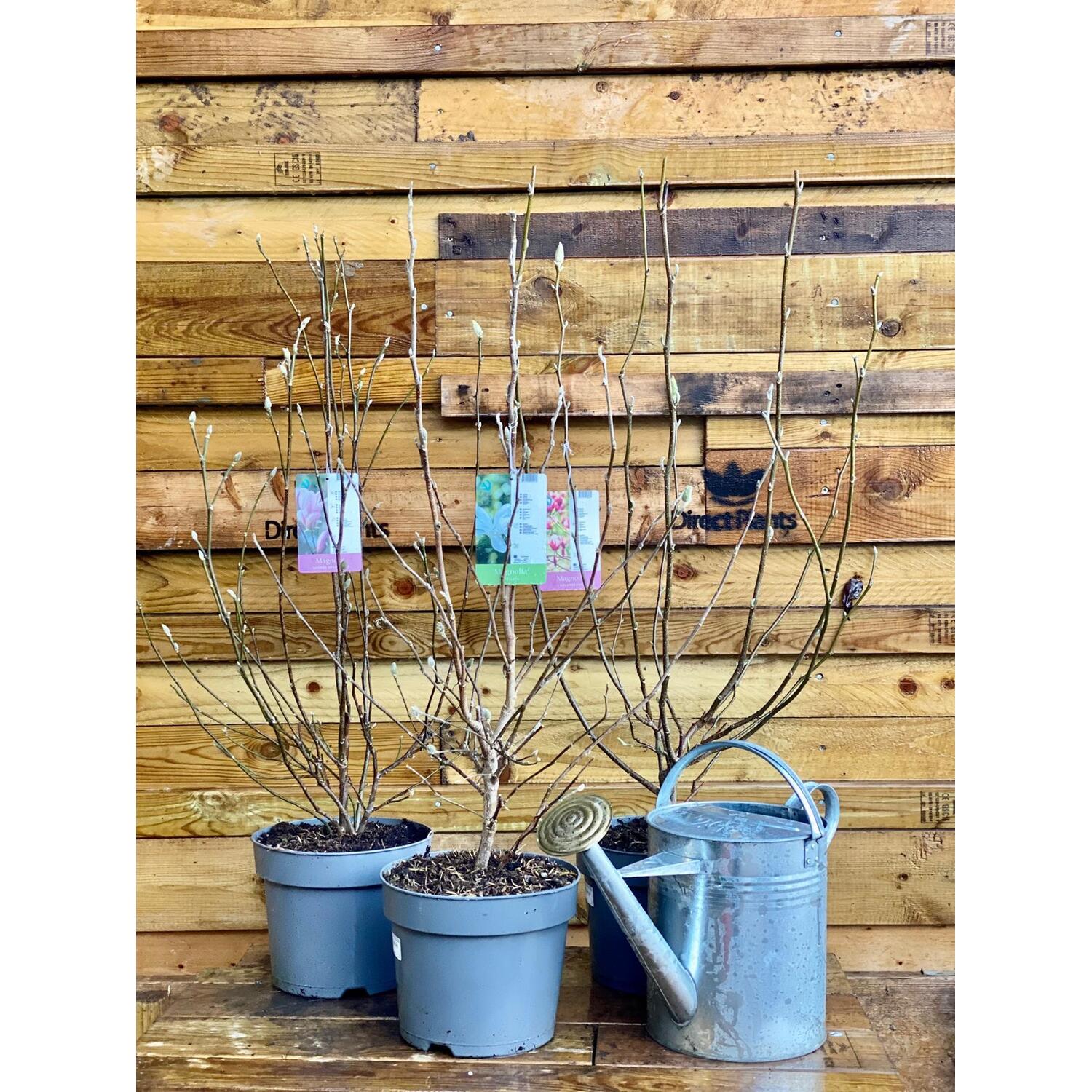 Magnolia George Henry Kern Tree 2.5-3ft 7.5 L Pot