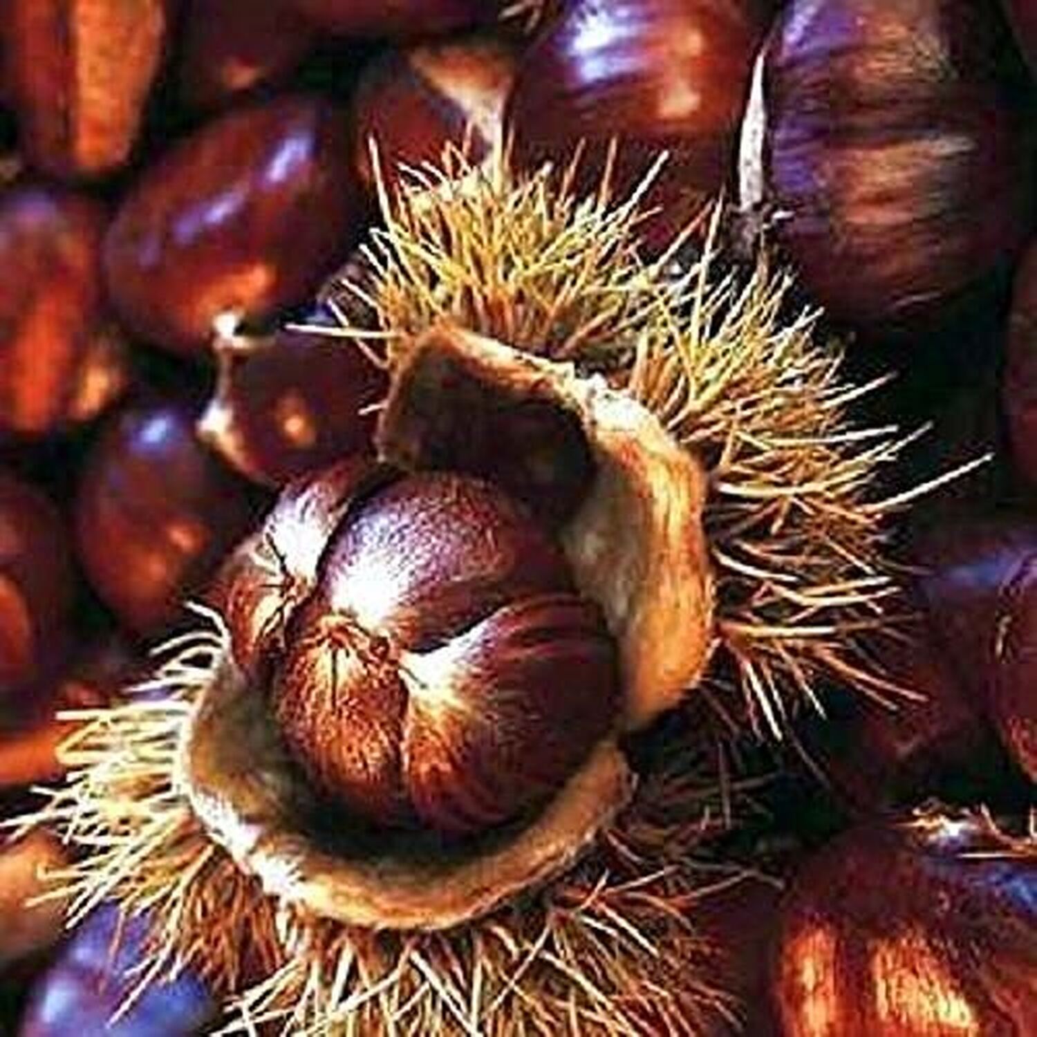 Sweet Chestnut Tree Castanea Sativa Fruit Nut Tree with Pot