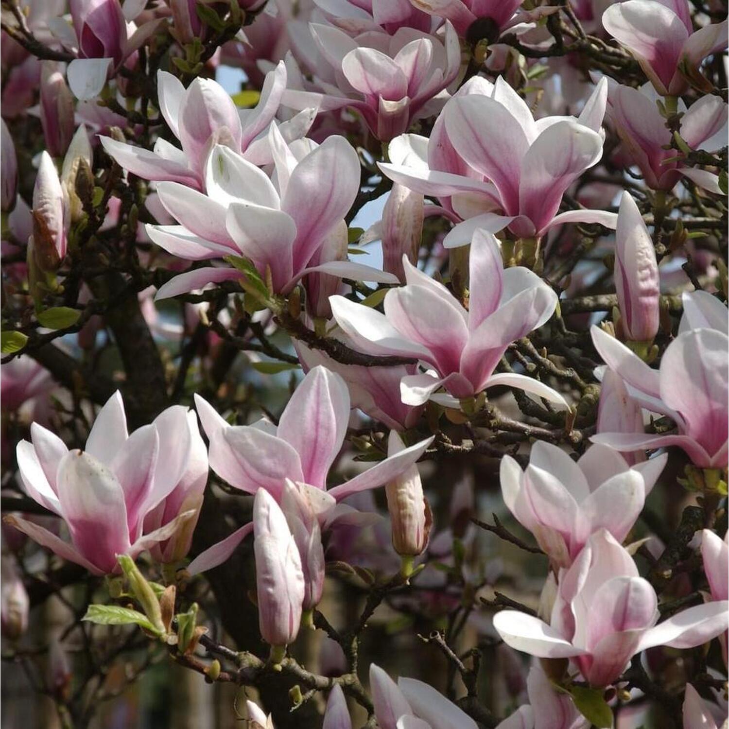 1x 5ft Large Magnolia Soulangeana Plant Fragrant Tree Bush