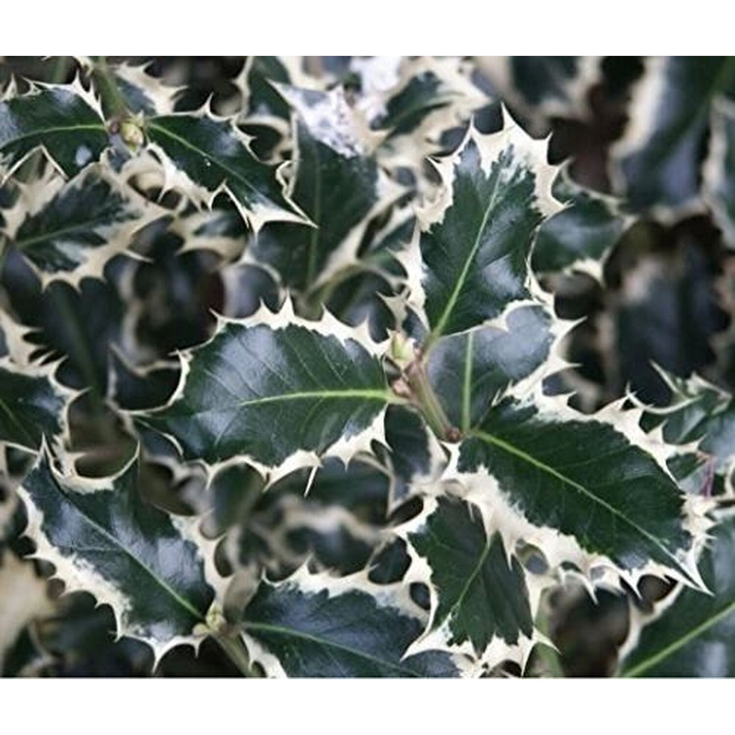 Ilex Aquifolium Silver Queen Evergreen Garden Holly Plant Shrub