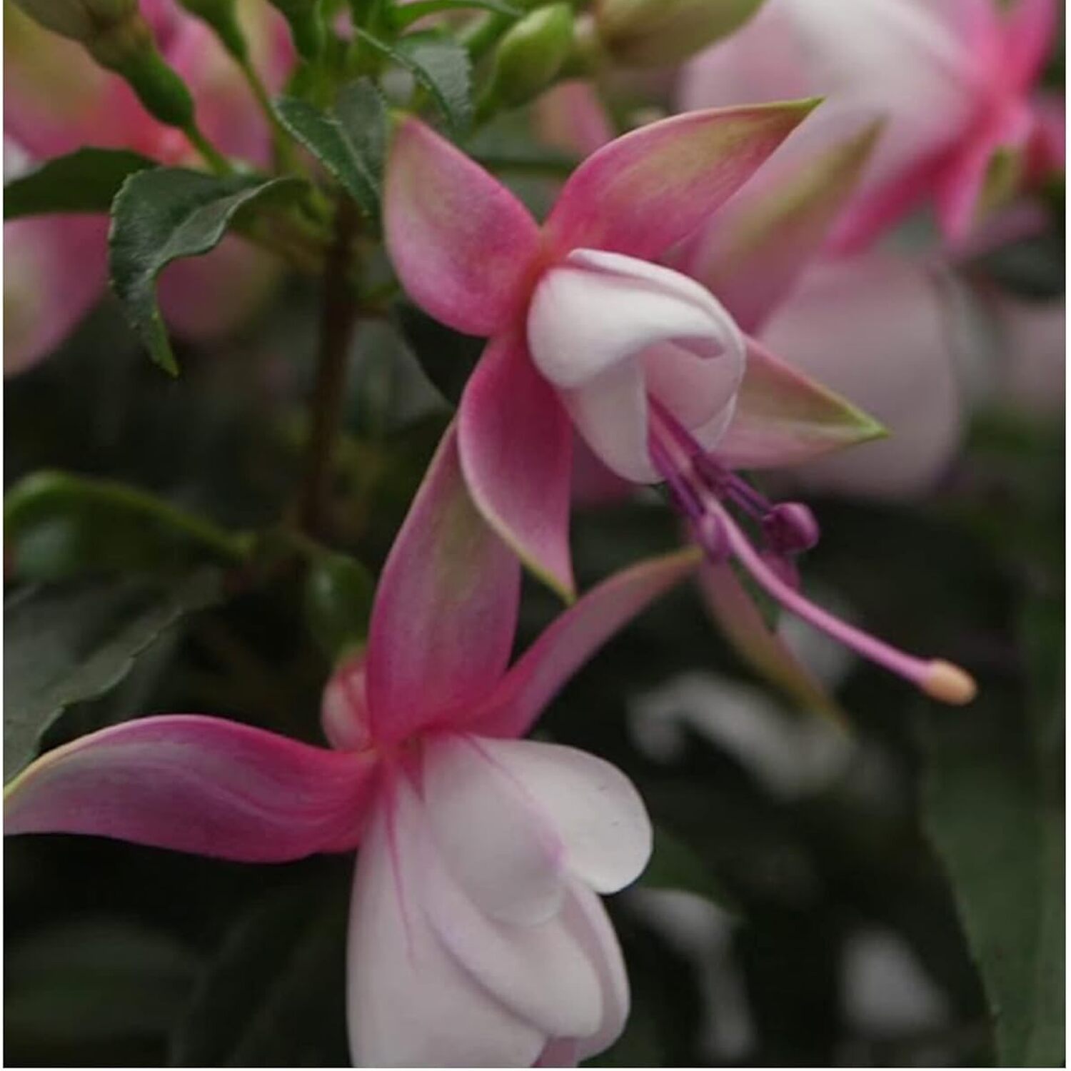 Fuchsia Bella Lisa - 3 x 9cm Pots, Stunning Pink Flowers, Garden Ready ...