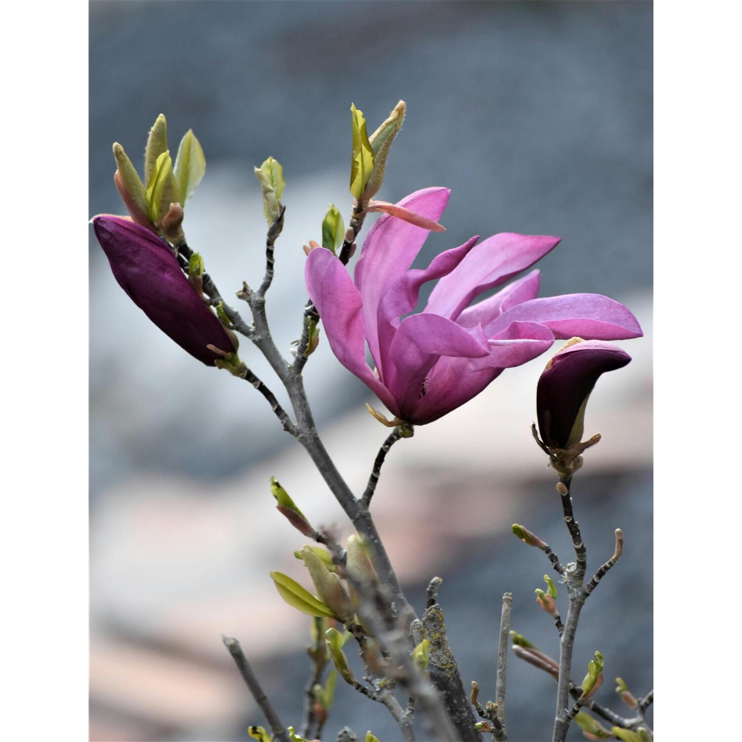 Magnolia Black Shrub Tree 2ft 2 L Pot