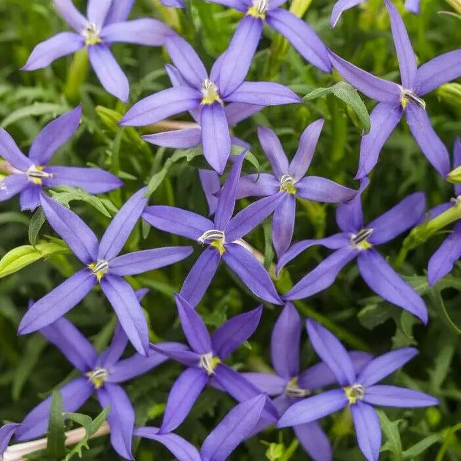 Isotoma Blue - 9cm Pots (Pack of 3) Star Creeper for Baskets and Rockeries