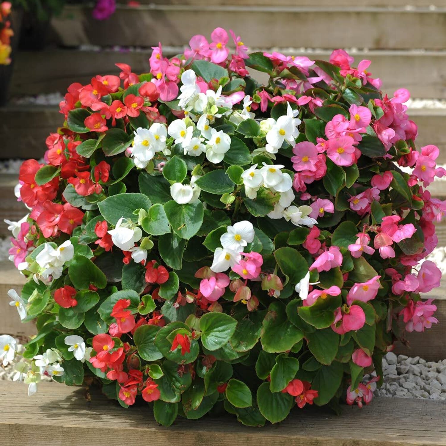 Begonia F1 Lotto Mixed Garden Ready Plants