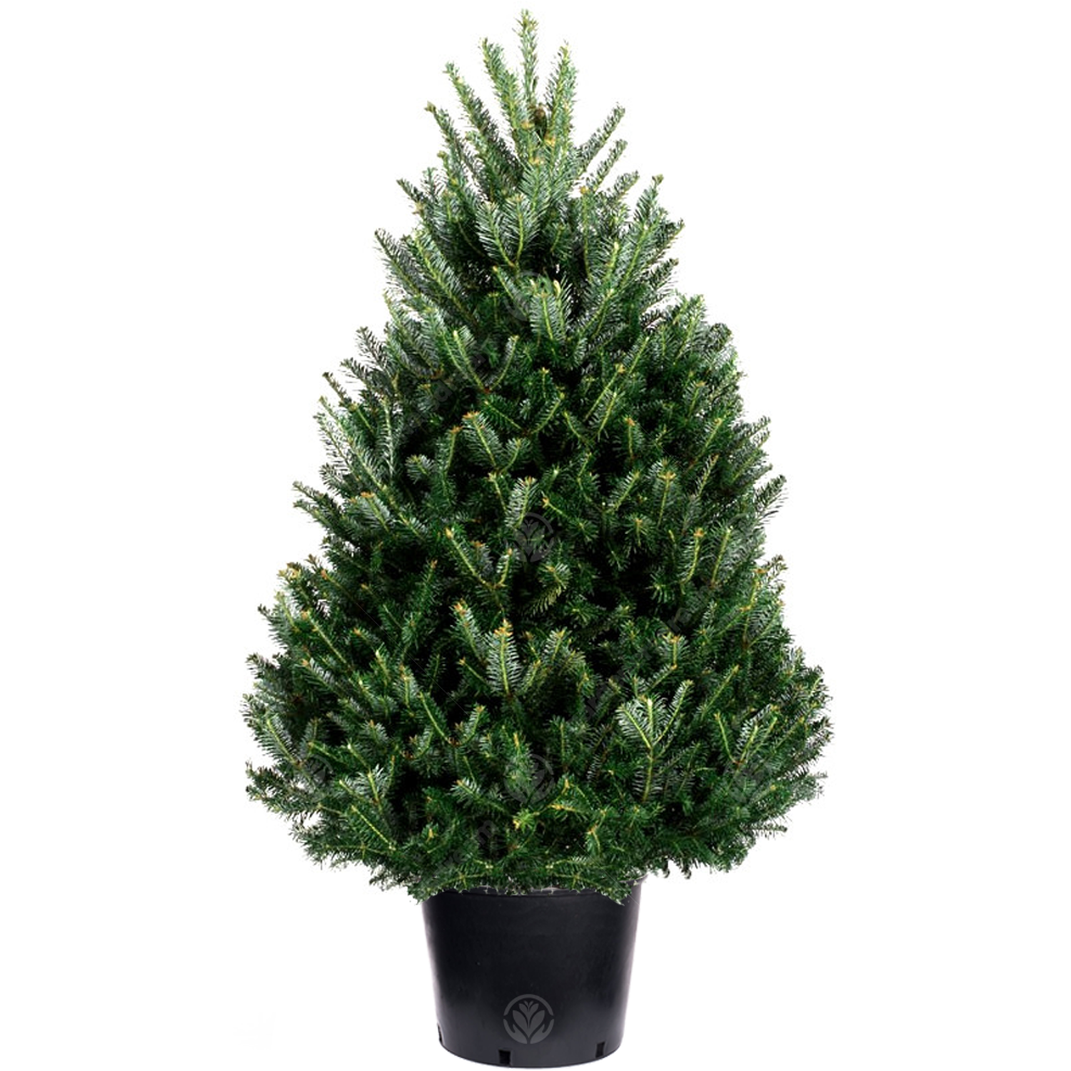 Real Fraser Fir Pot Grown Christmas Trees