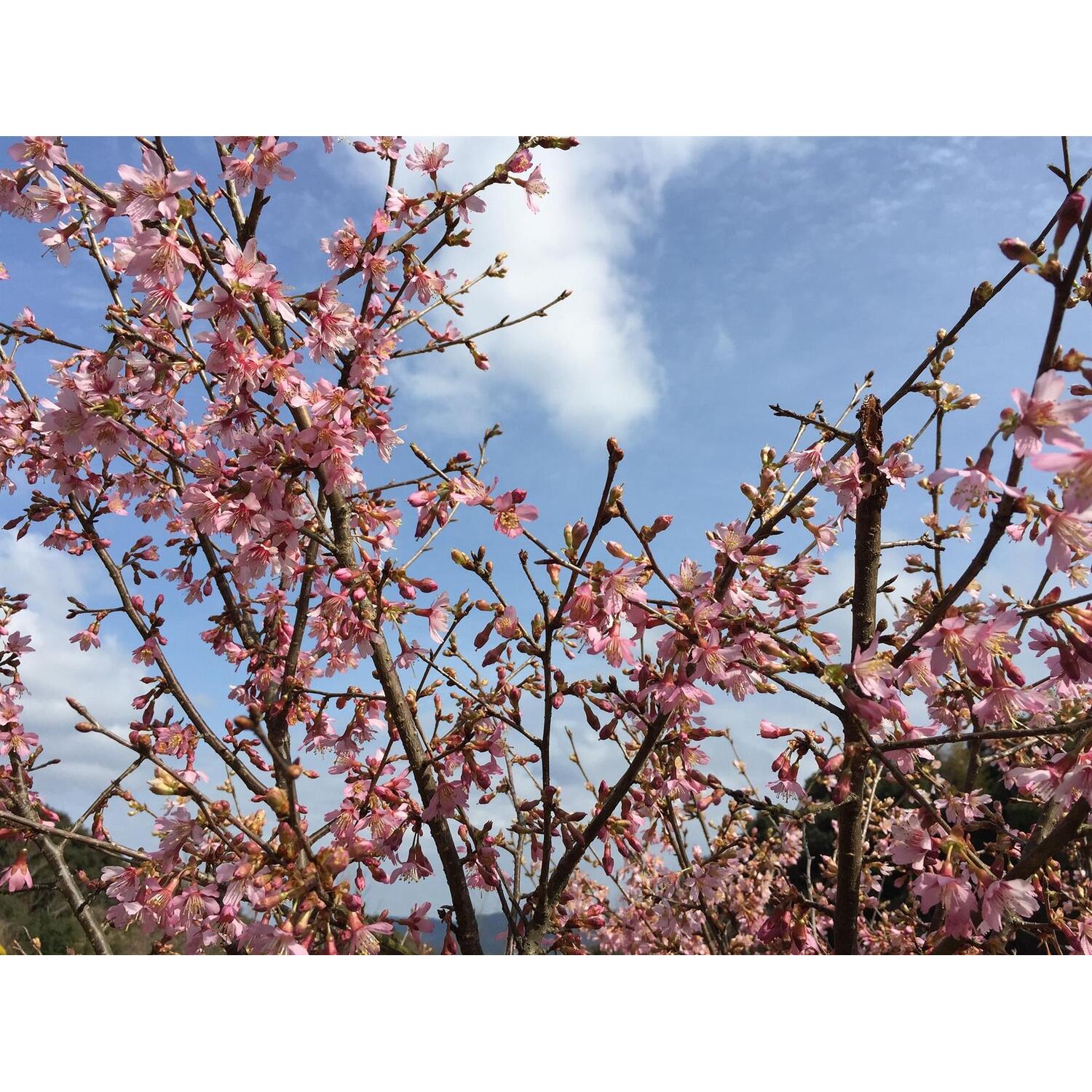 Prunus Okame Flowering Tree 6ft 7.5L Pot
