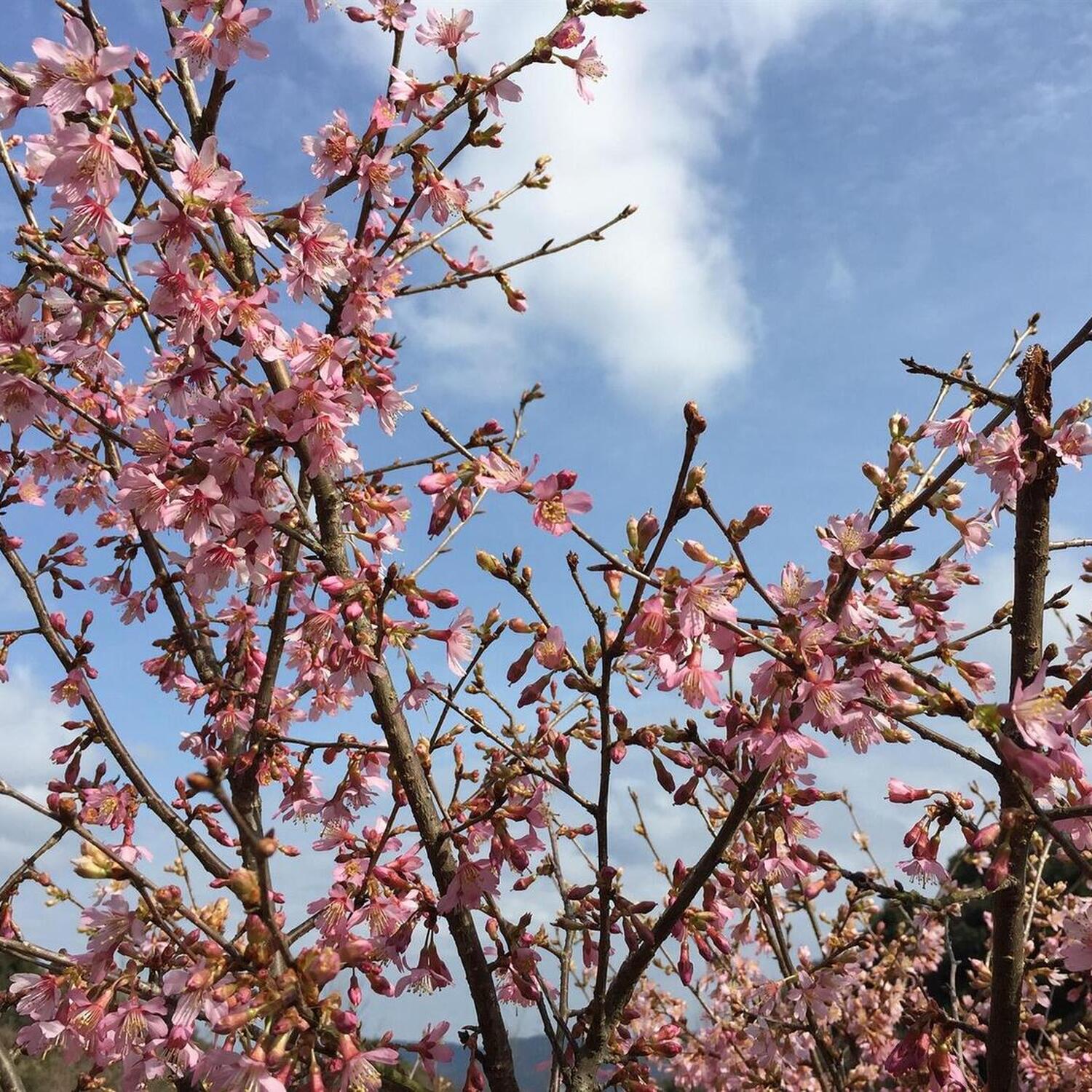 Prunus Okame Flowering Tree 6ft 7.5L Pot
