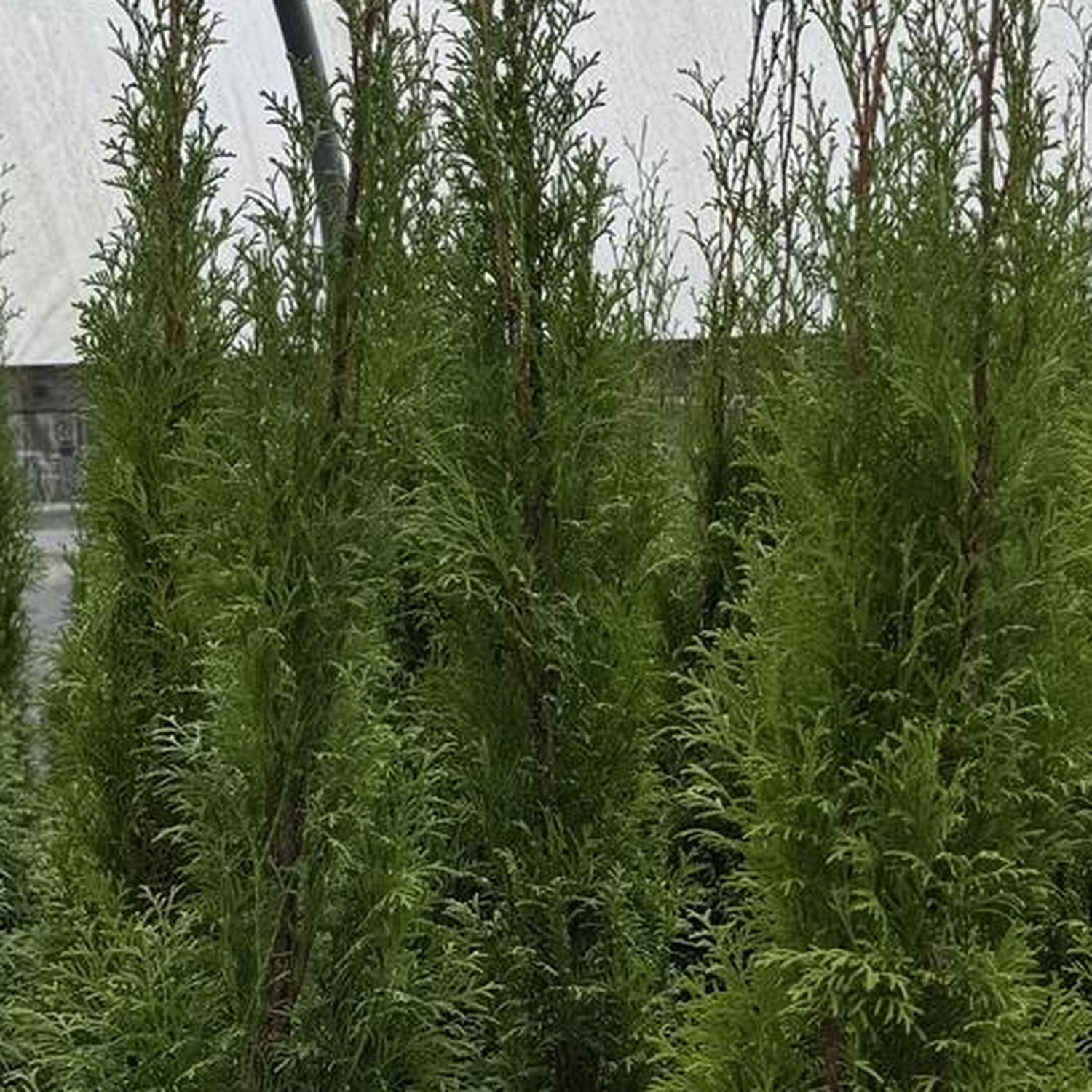 Pallet 20x 3ft Thuja Smaragd Cedar Hedging Conifer Trees 5 Litre Pots