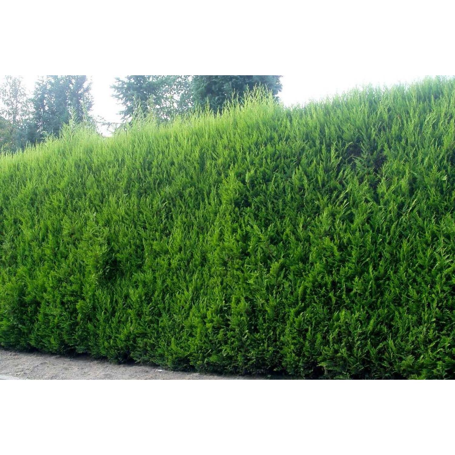 Leylandii Cupressocyparis Hedging Trees with Pots
