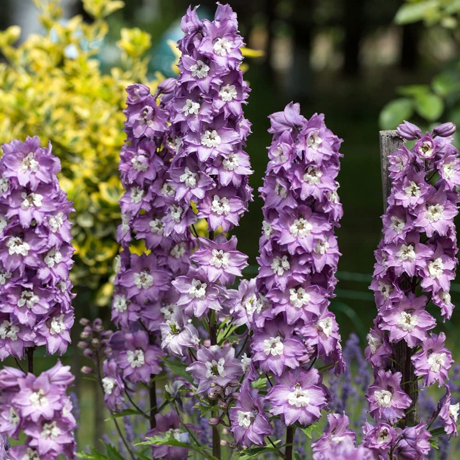 Delphinium Magic Fountains Mix Garden Ready Plants