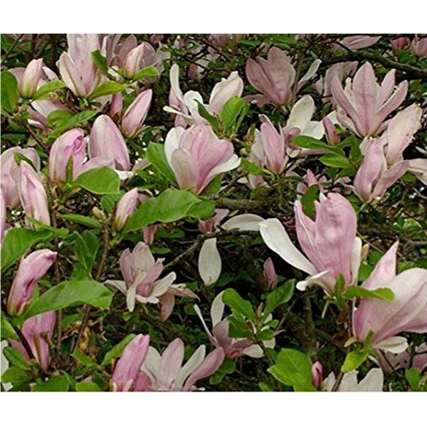 Magnolia George Henry Kern Tree Supplied In A Pot