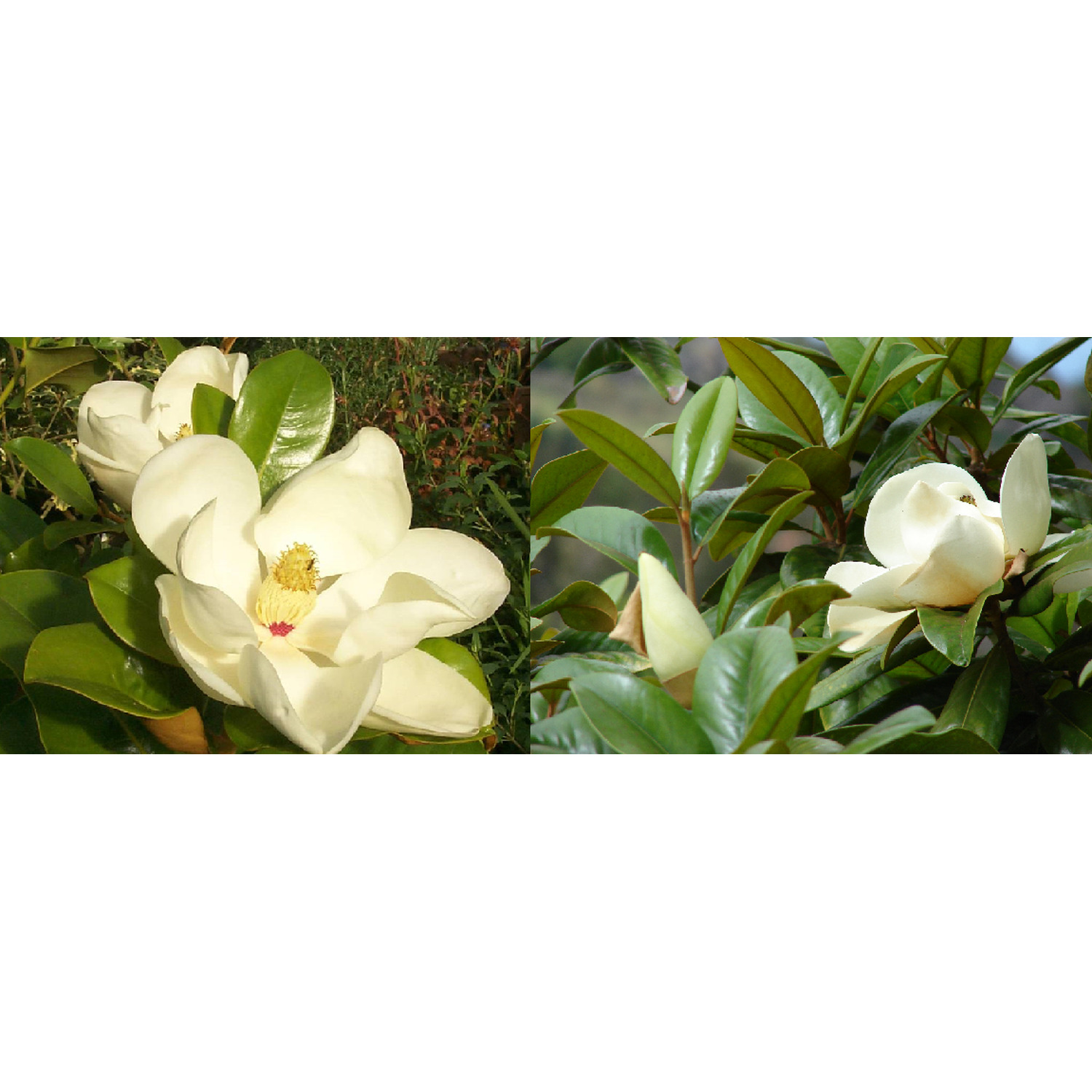 Magnolia Grandiflora The Evergreen Magnolia Tree 3-4ft 4 Litre Pot
