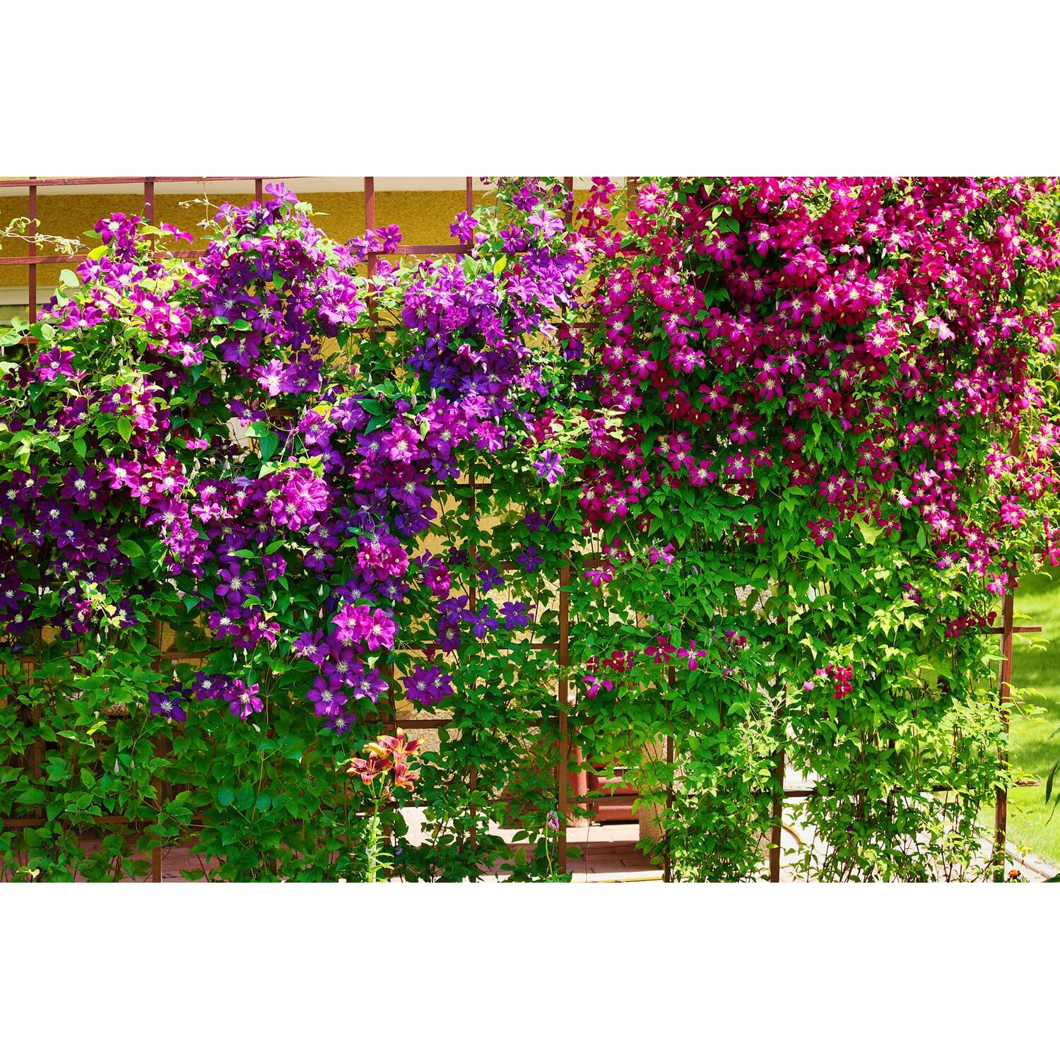 12 Large Mixed Flowering Clematis Climbing Plants Selection In 3 Litre Pots