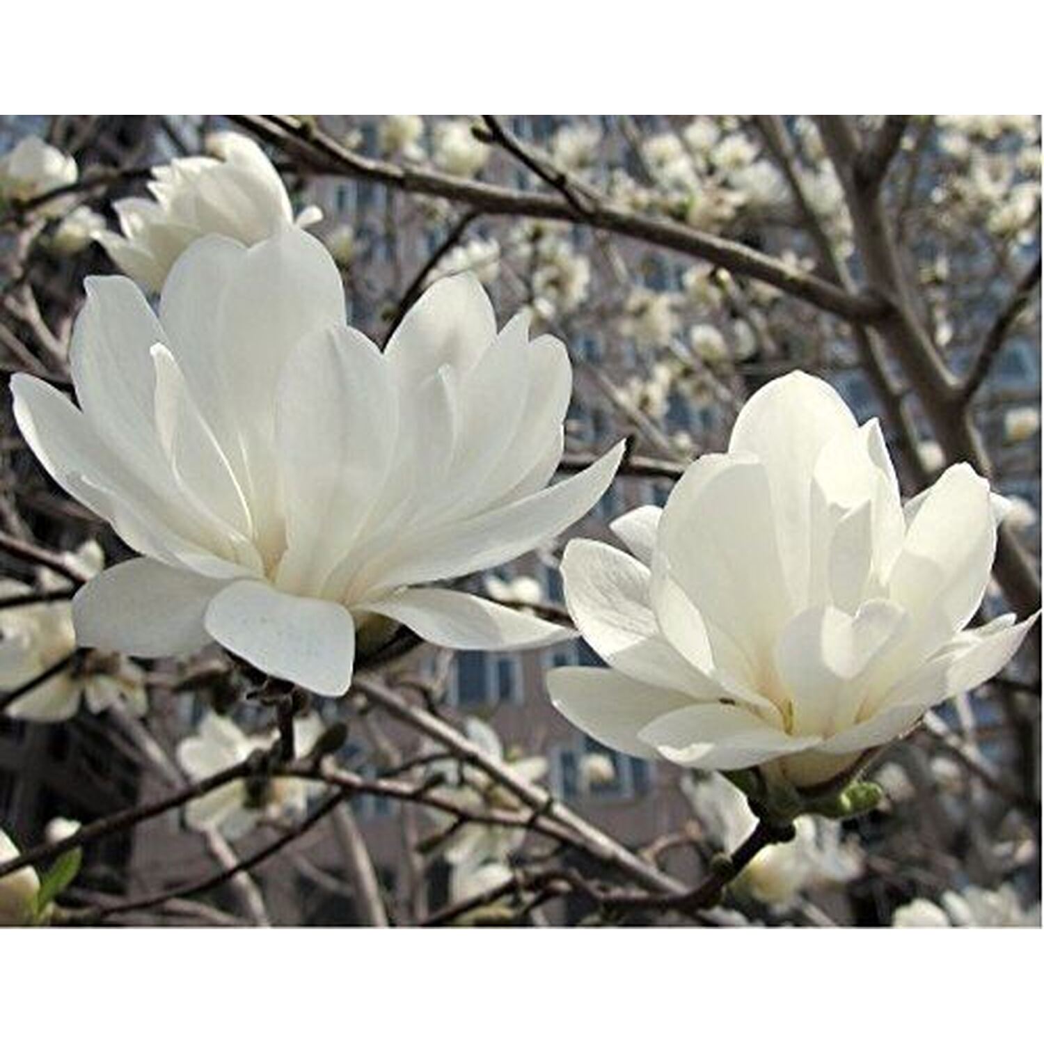 Magnolia Stellata Plant 3-4ft Supplied in a 3 Litre Pot