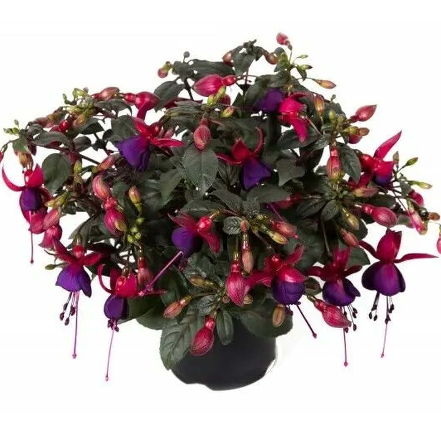 Fuchsia Bella Soila - 3 x 9cm Garden Ready Plants in Recyclable Pots