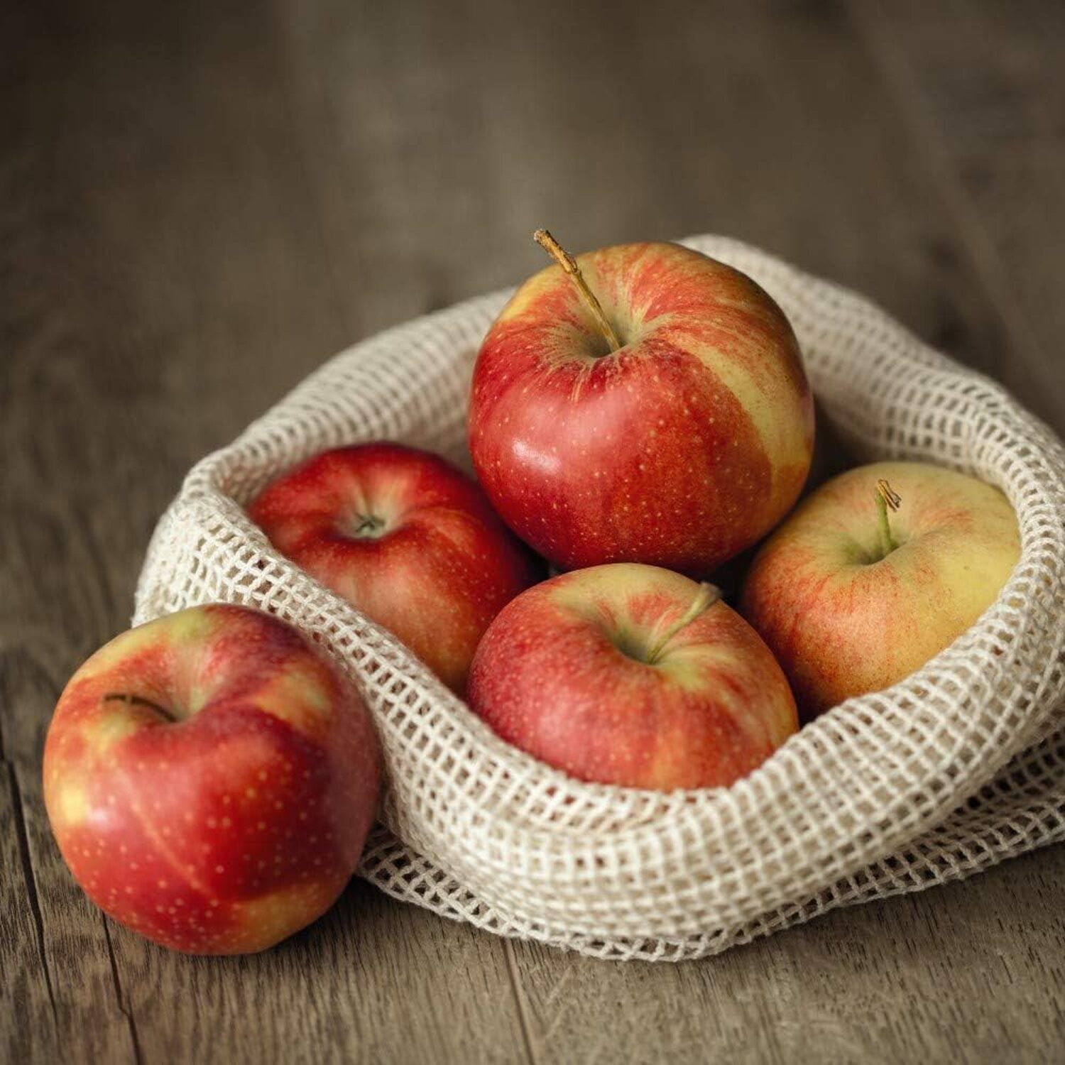 Apple Malus Mini Gala Fruit Tree