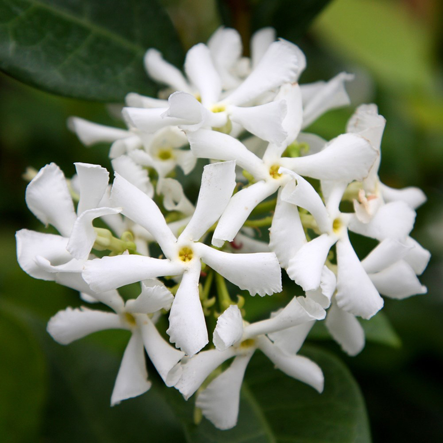 Jasminoides Star Of Jasmine White Vine Climbing Plant