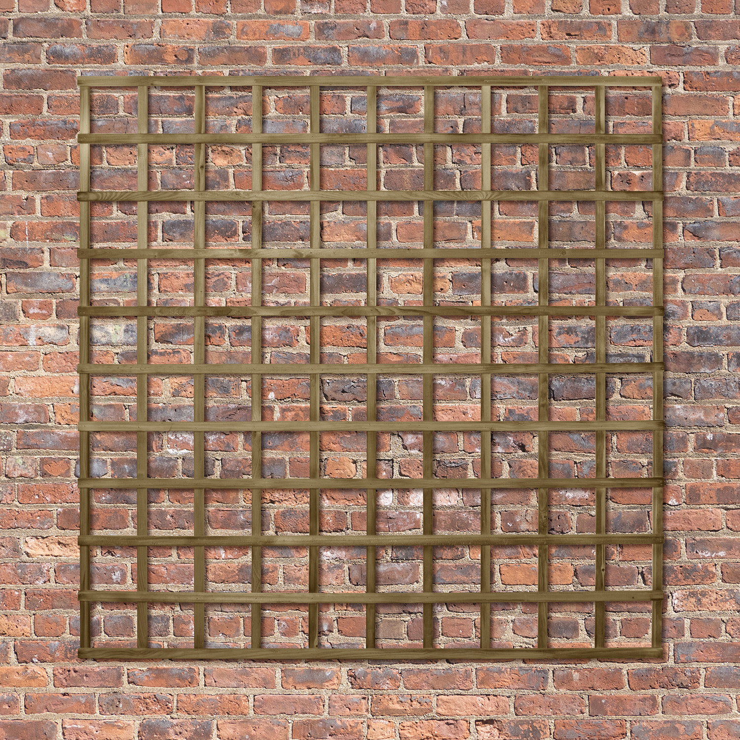 Traditional Trellis