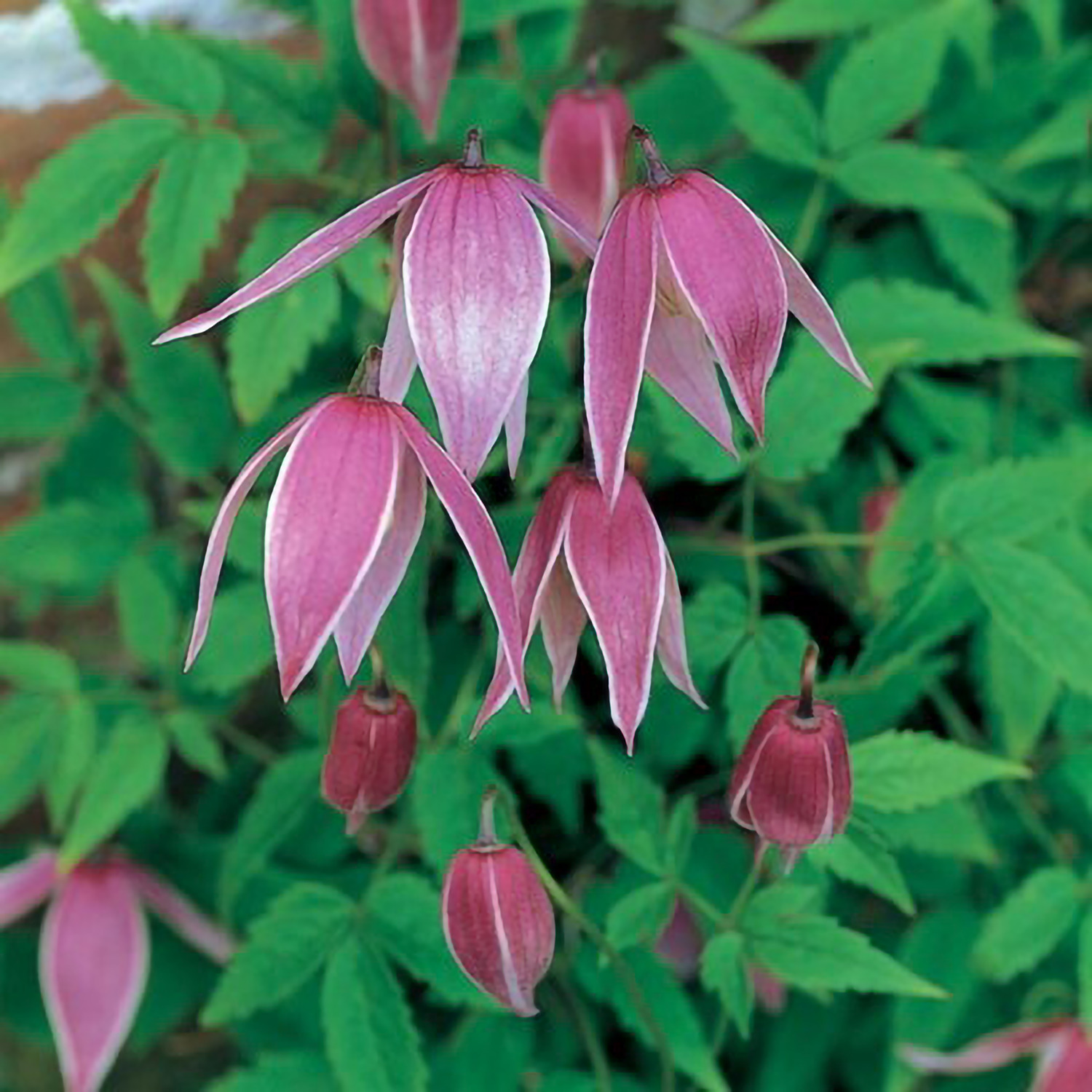 Clematis Constance Purple Flowering Vine Climbing Plant