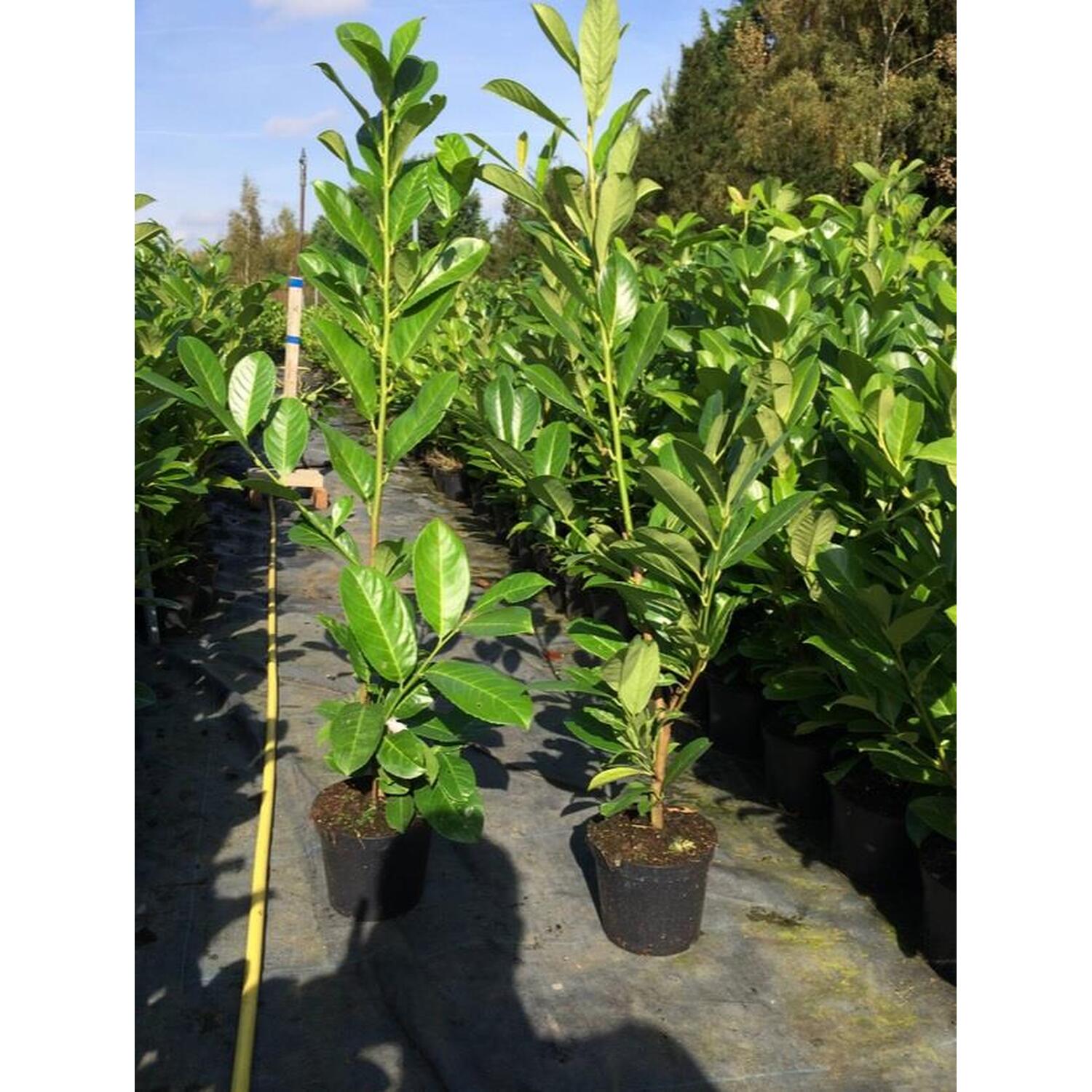 Cherry Laurel Evergreen Hedging Plants Large 3-4ft in 3 Litre Pots