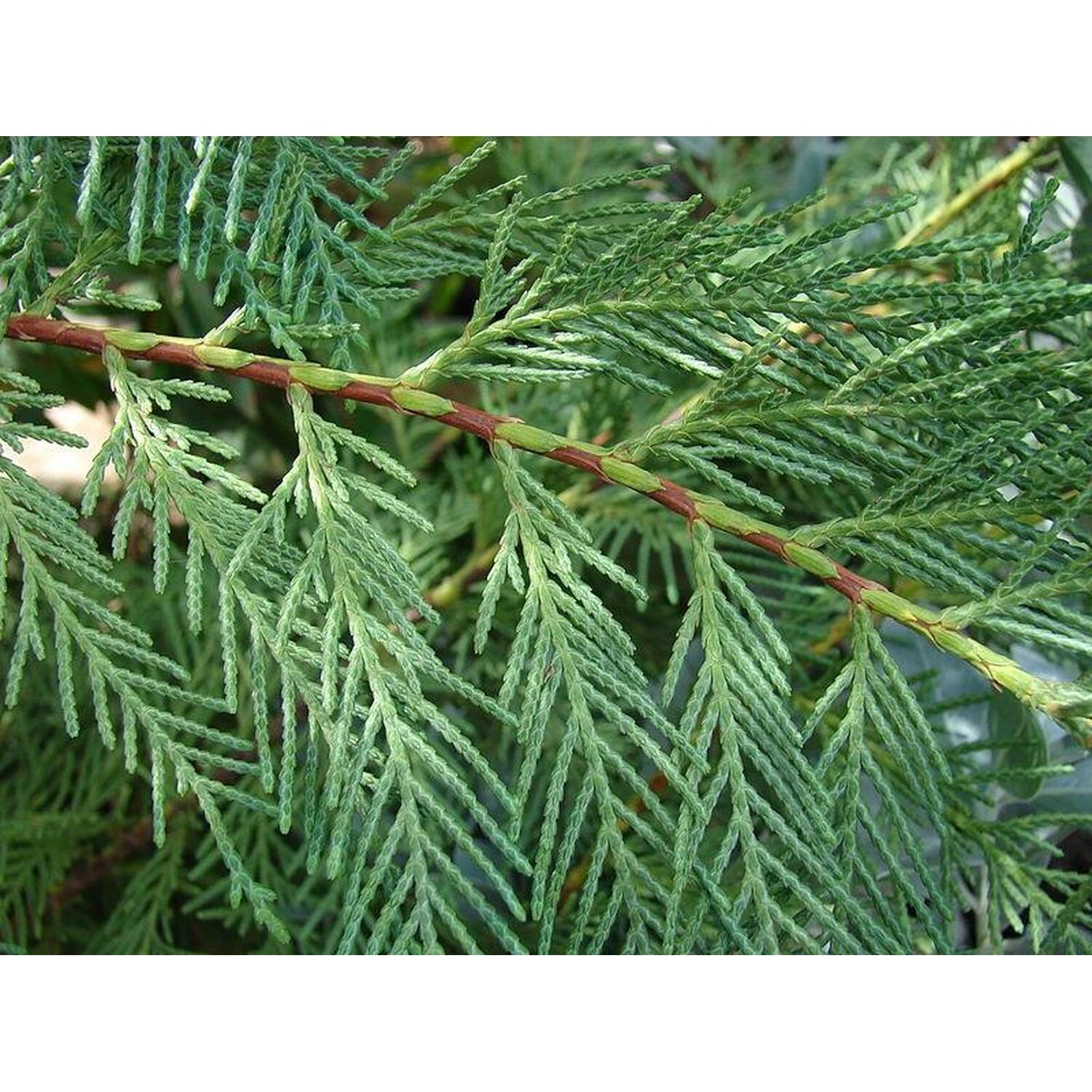 Green Leylandii Cupressocyparis Hedging Trees with Pots