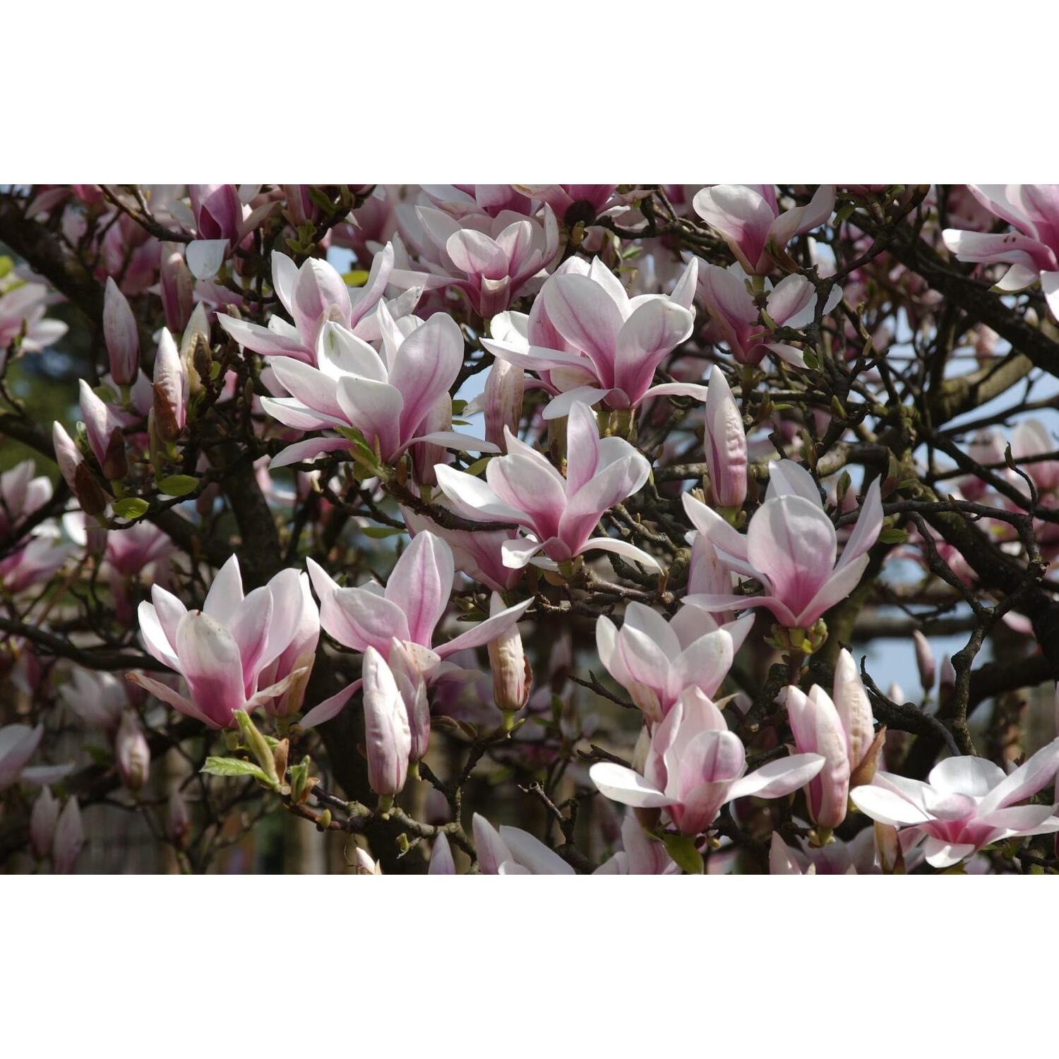 1x 5ft Large Magnolia Soulangeana Plant Fragrant Tree Bush