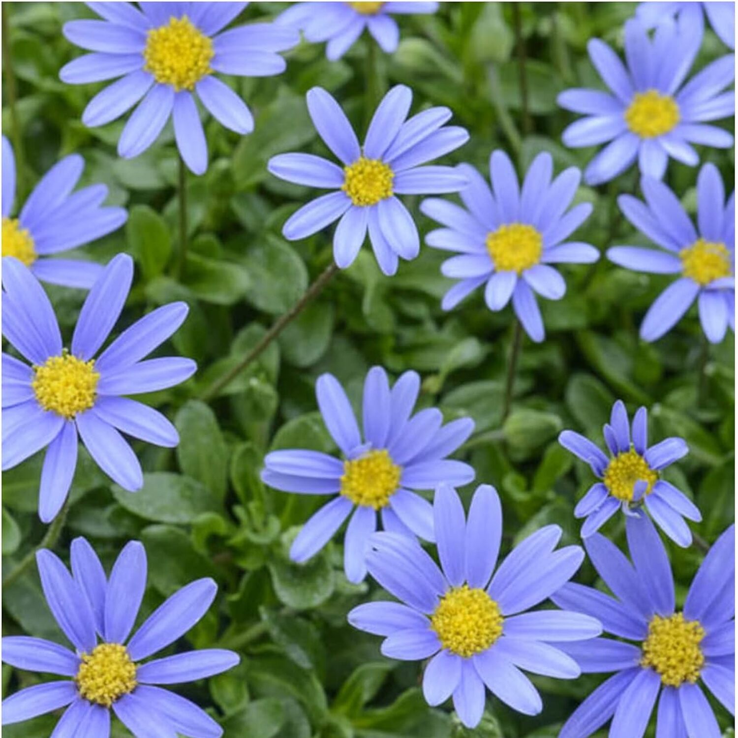 Felicia Blue Daisy Plants - 3 x 9cm Pots, Easy to Grow, Garden Ready ...