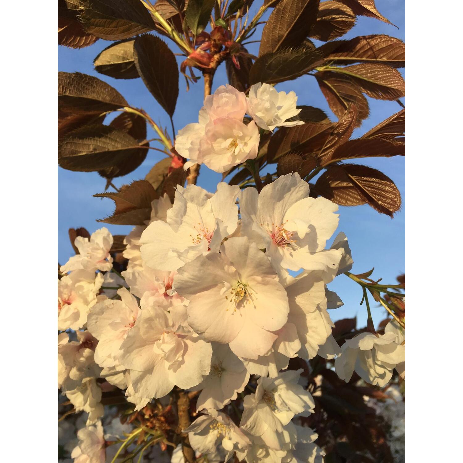 Prunus Fragrant Cloud Japanese Blossom Tree 5-6ft 7.5 Litre Pot