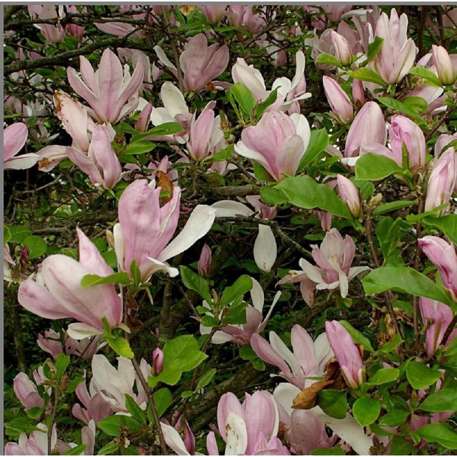 Magnolia George Henry Kern Tree 2.5-3ft 7.5 L Pot