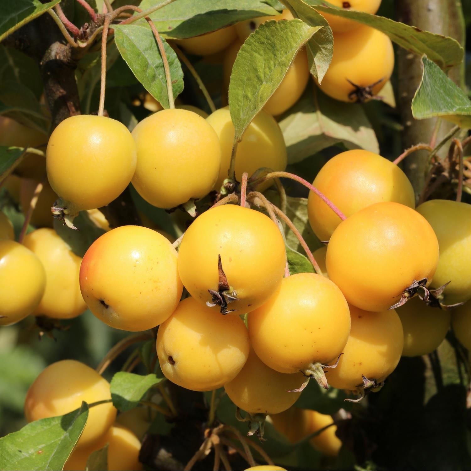 Malus x Zumi Golden Hornet Crab Apple Tree 5-6ft, 10L Pot