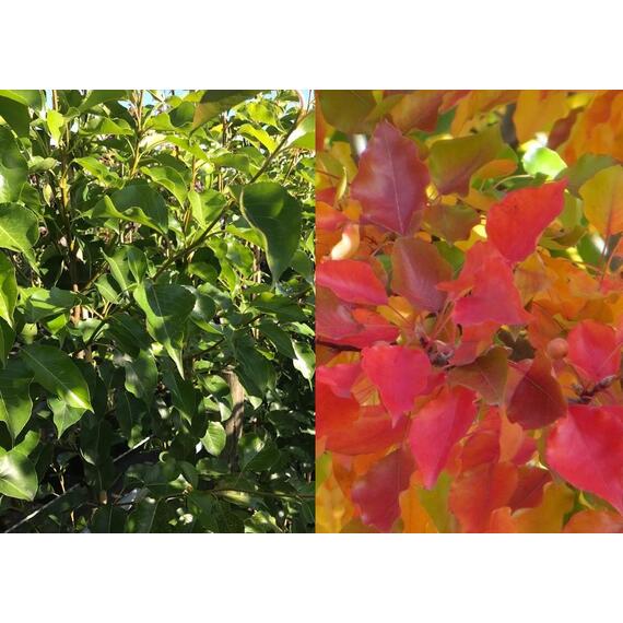 Pyrus Chanticleer Ornamental Pear Tree 4-5ft Tall