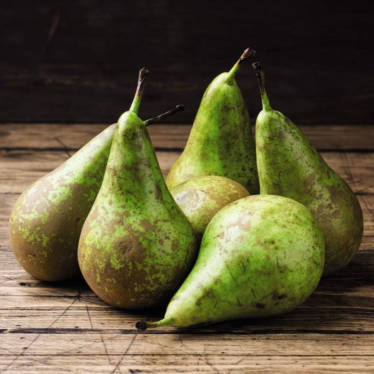 Pear (Pyrus) Mini Conference Fruit Tree